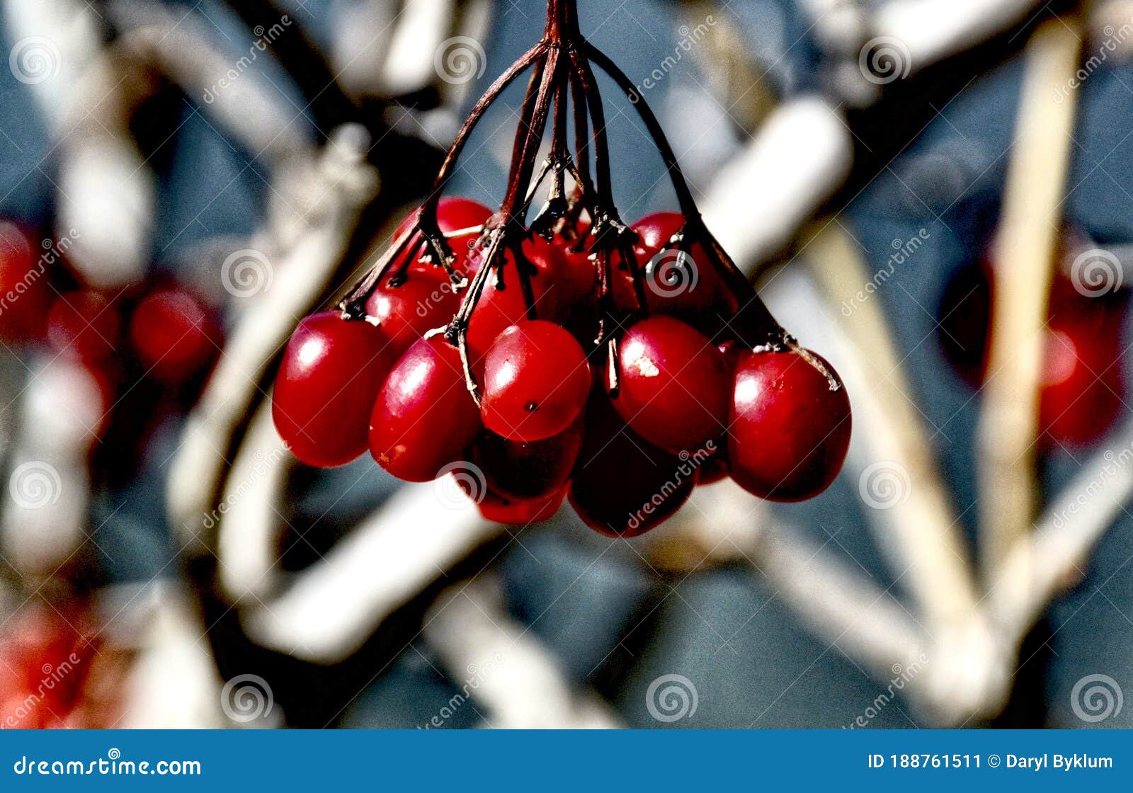 A Bevy of Berries Hang Together Stock Image - Image of creative, colors ...