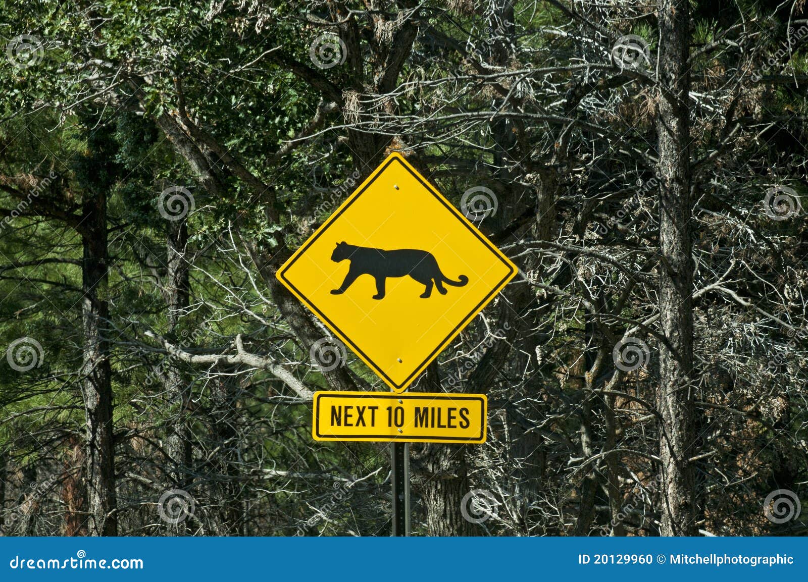 Mountain Lion Warning Sign stock photo. Image of wildlife - 20129960