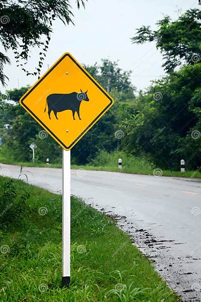 Beware of the cow sign. stock image. Image of countryside - 26034115