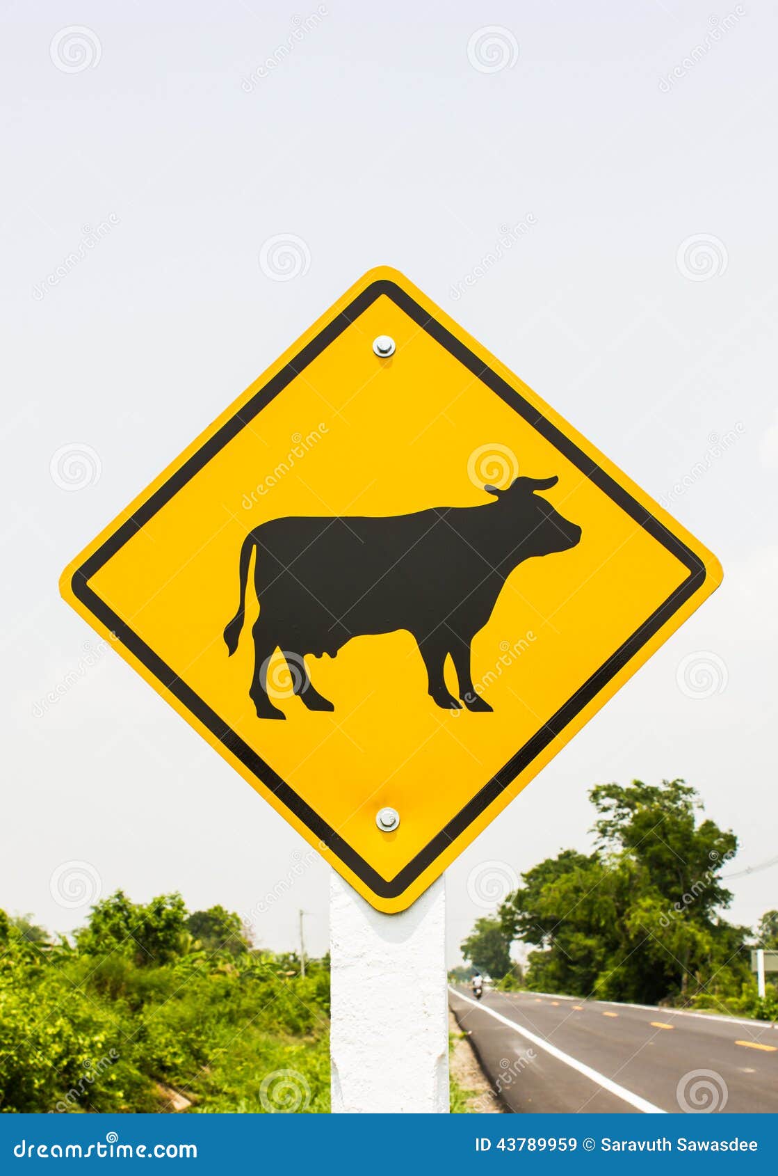 Beware of cow stock image. Image of drive, animal, danger - 43789959
