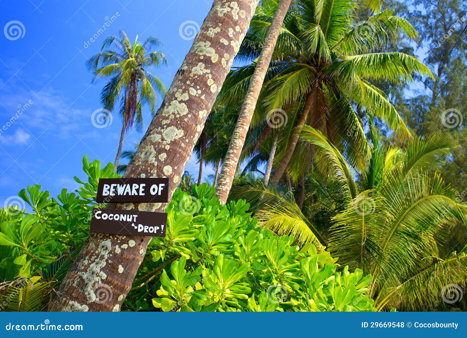 Beware da gota do coco foto de stock. Imagem de calmo - 29669548