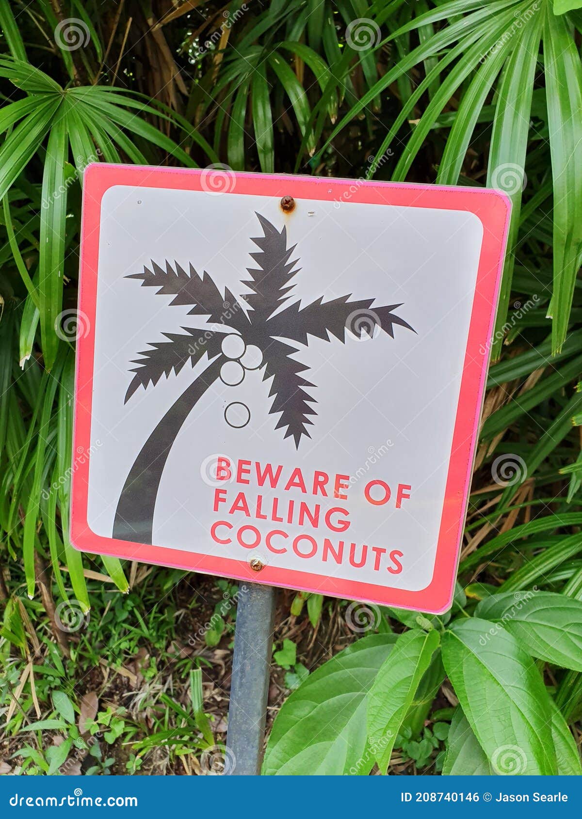 Beware Falling Coconuts stock photo. Image of coconuts - 208740146