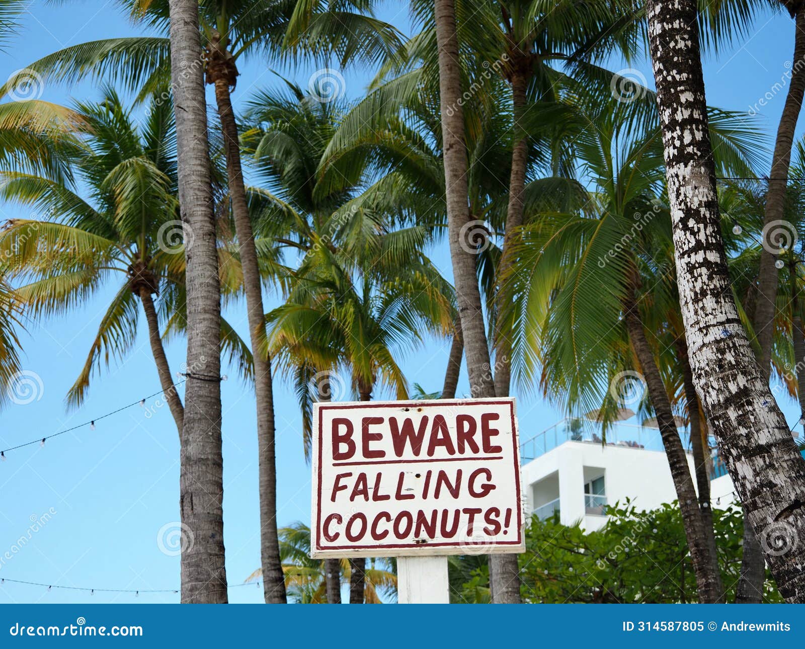 Beware of Falling Coconuts from Coconut Palm Trees Stock Image - Image ...