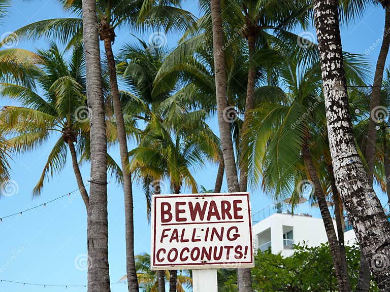 Beware of Falling Coconuts from Coconut Palm Trees Stock Image - Image ...