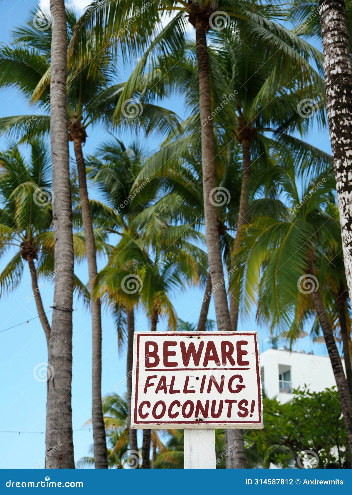 Beware of Falling Coconuts from Coconut Palm Trees Stock Photo - Image ...