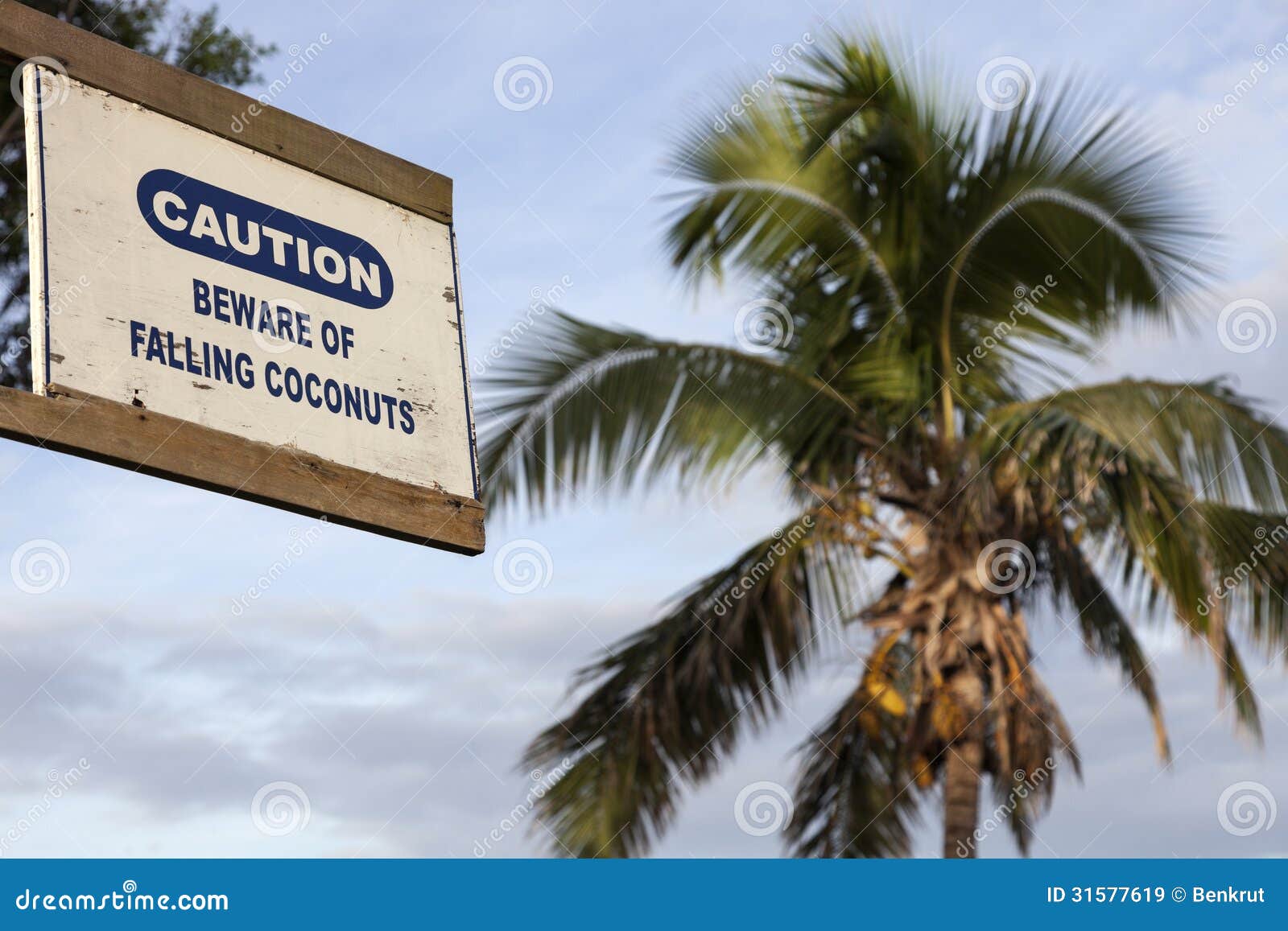 Beware of falling coconuts stock image. Image of palm - 31577619