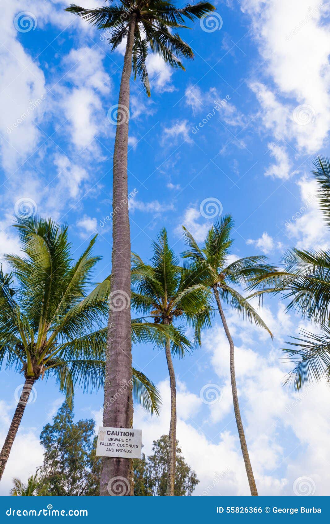 Beware of Falling Coconuts Sign Stock Photo - Image of banner, advice ...