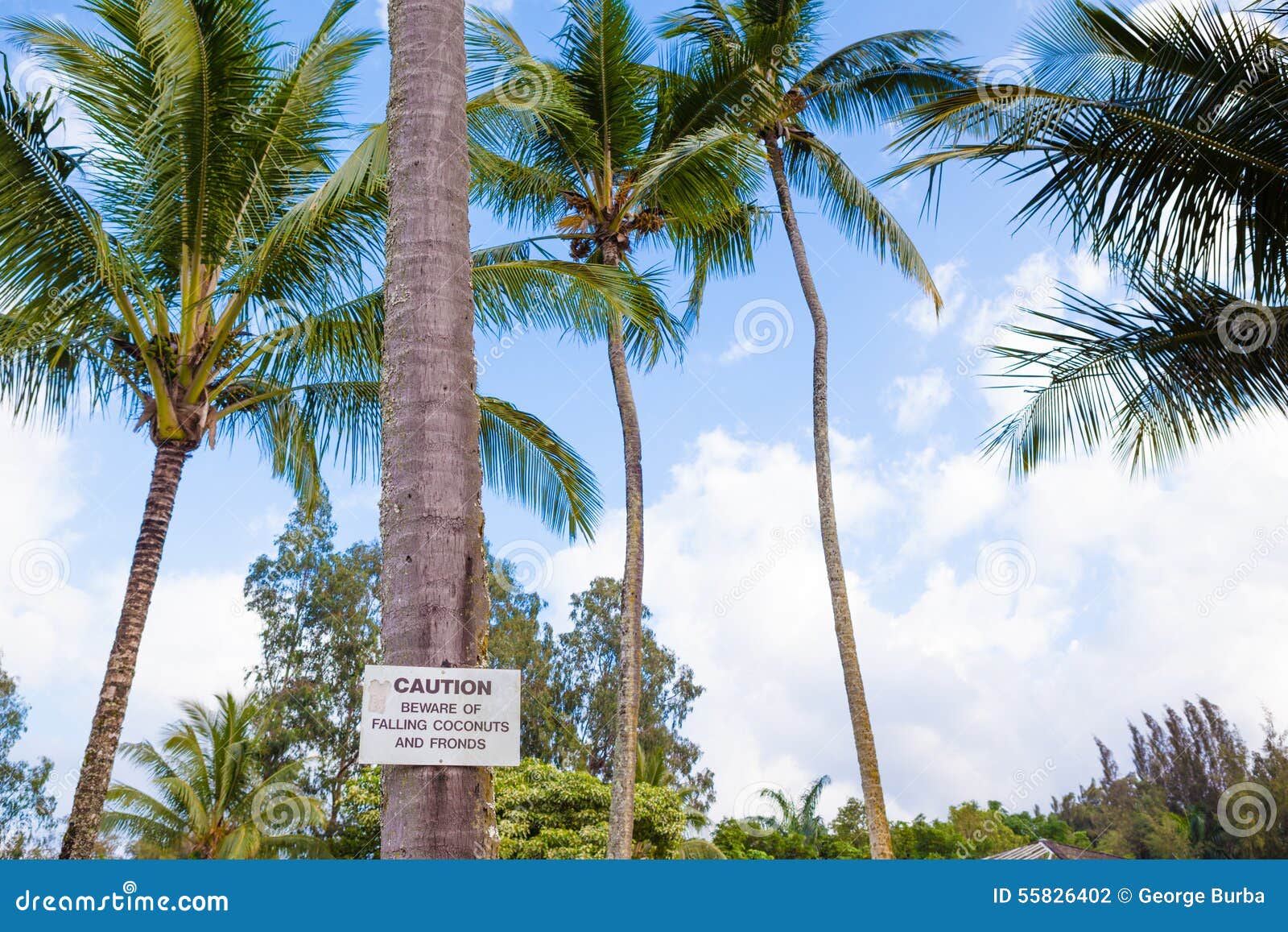 Beware Of Falling Coconuts Pacific Ocean Stock Photography ...