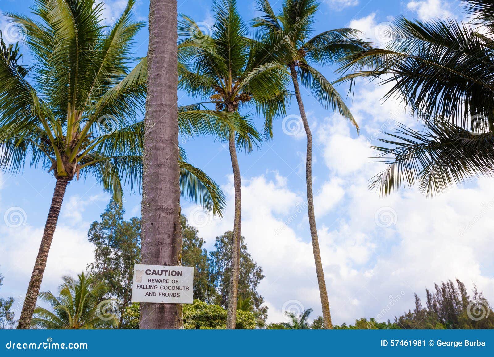 Beware of Falling Coconuts Sign Stock Image - Image of relaxation ...