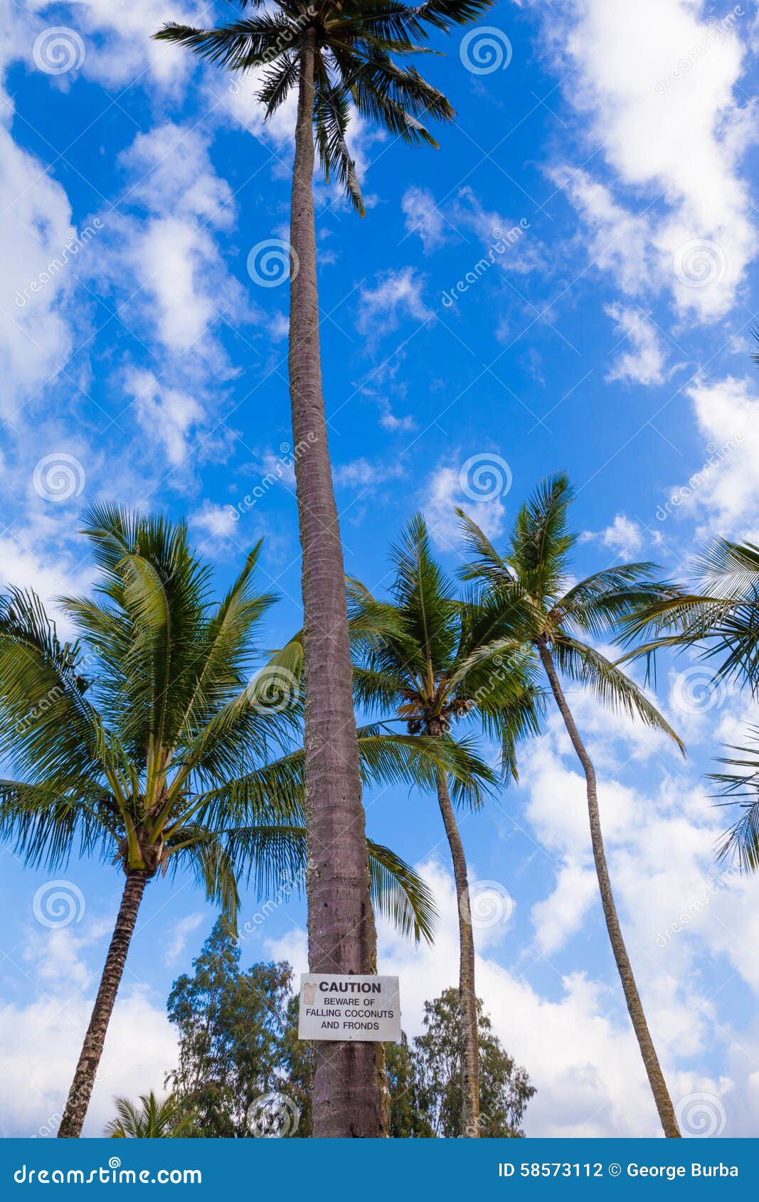 Beware of Falling Coconuts Sign Stock Photo - Image of fruit, hawaii ...