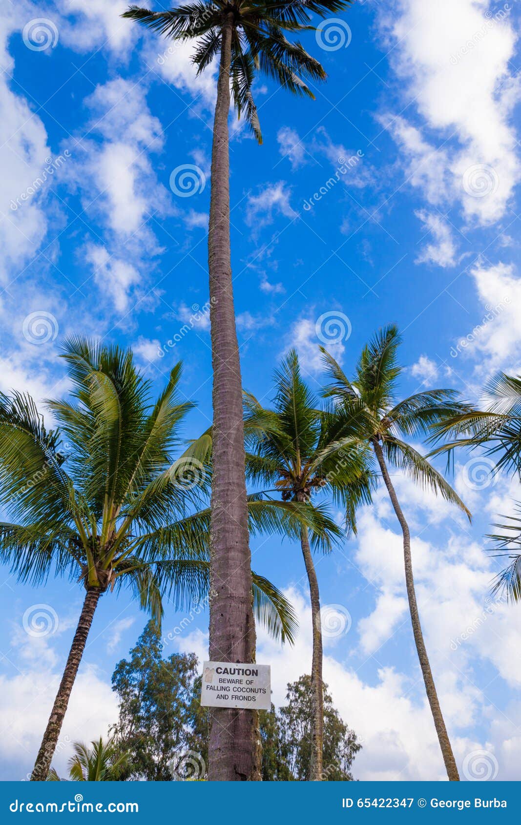 Beware of Falling Coconuts Sign Stock Image - Image of brown, blue ...
