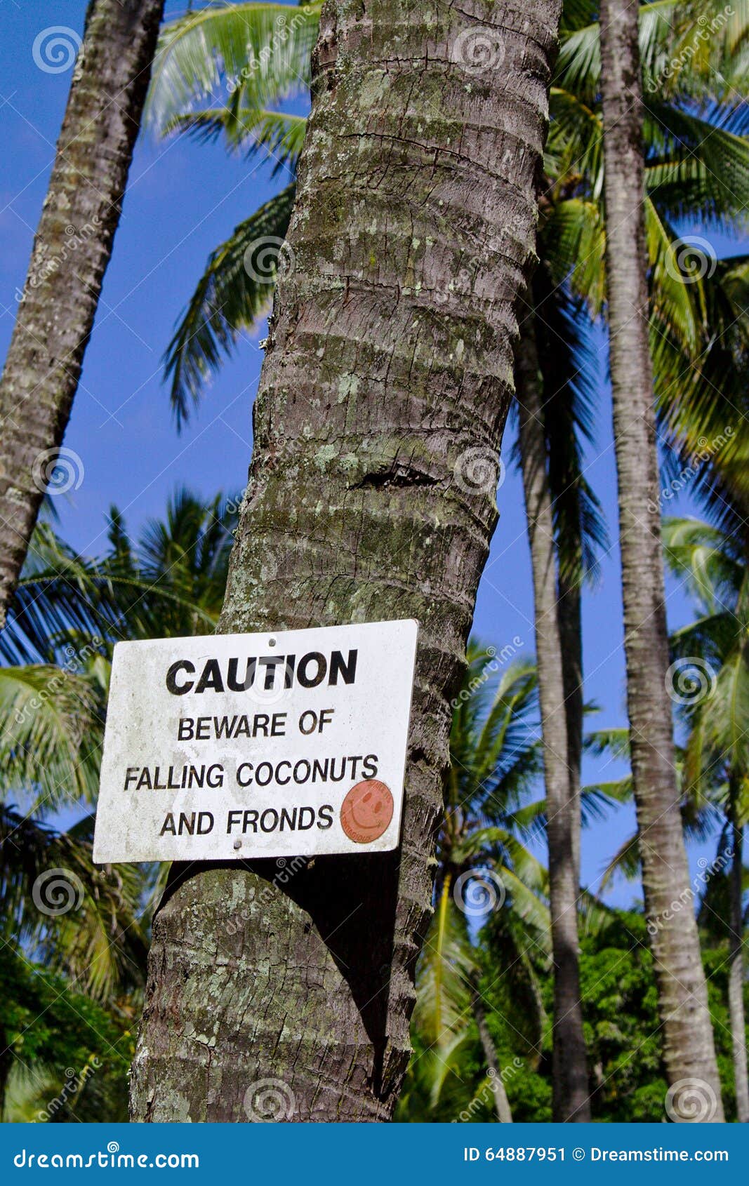 Beware of Falling Coconuts with a Smile Stock Image - Image of palm ...