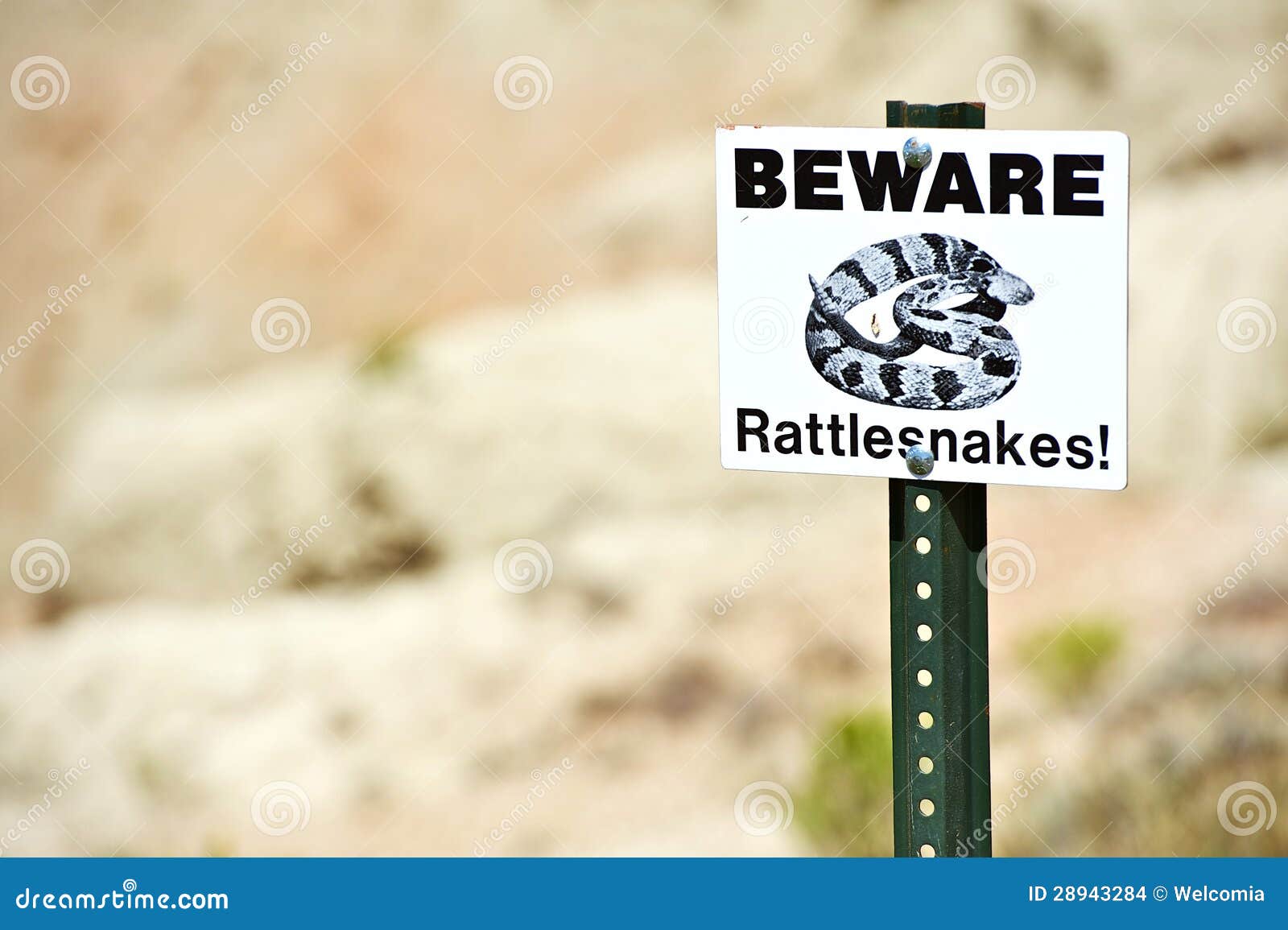 Beware Rattlesnakes stock photo. Image of reptile, stand - 28943284