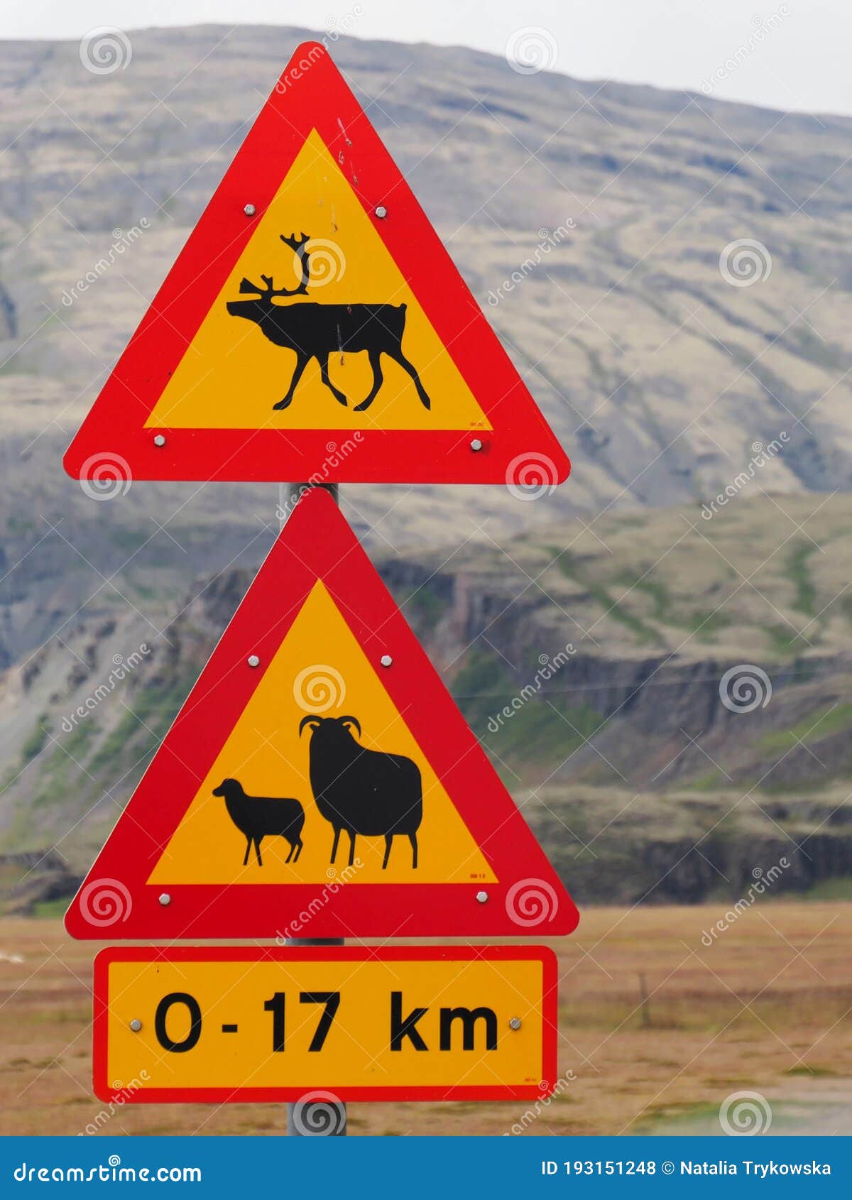 Beware Of Sheep Crossing Sign At The Curve Of A Street Stock Photo ...