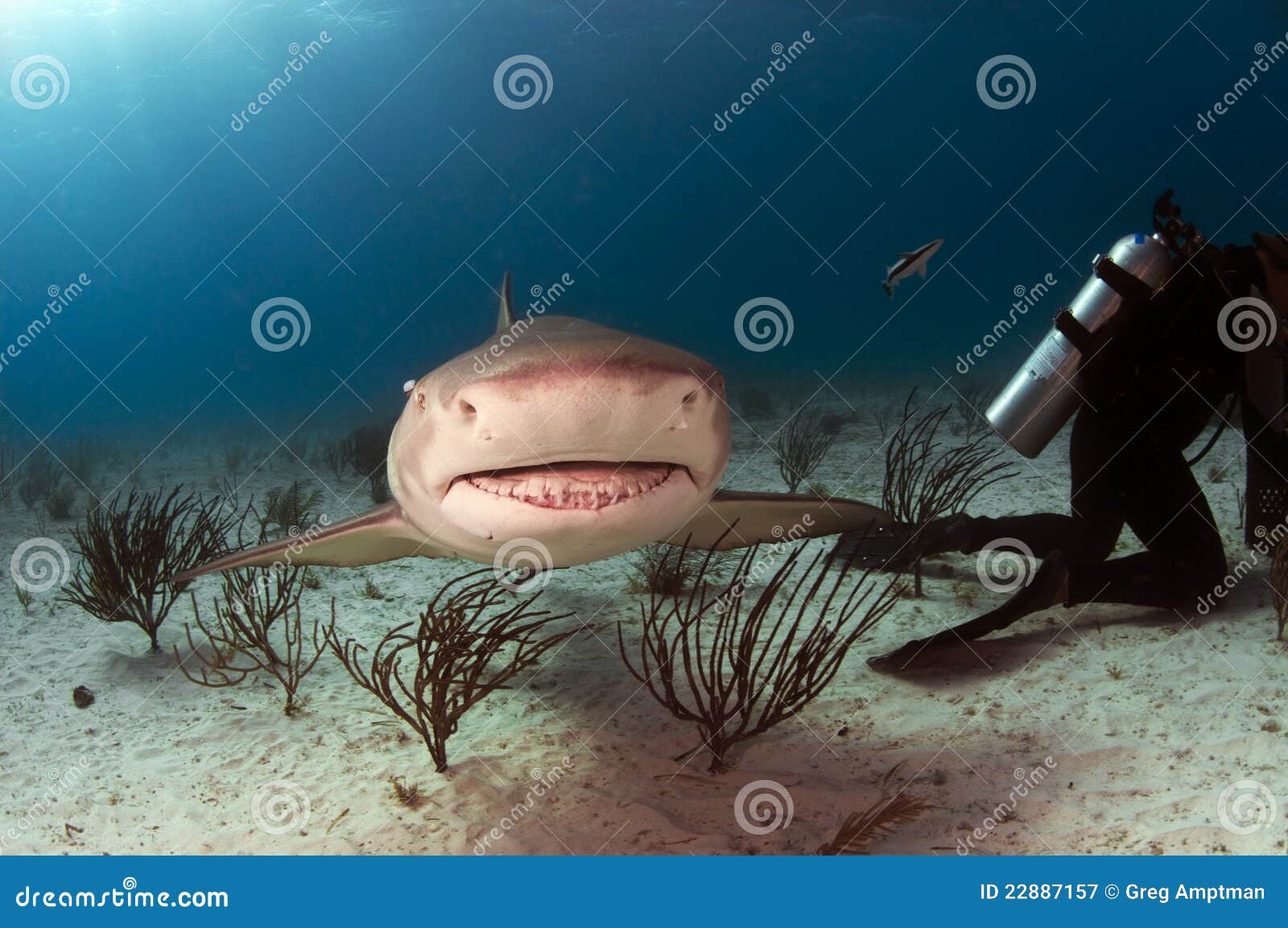 Beware of Smiling Sharks stock image. Image of bottom - 22887157