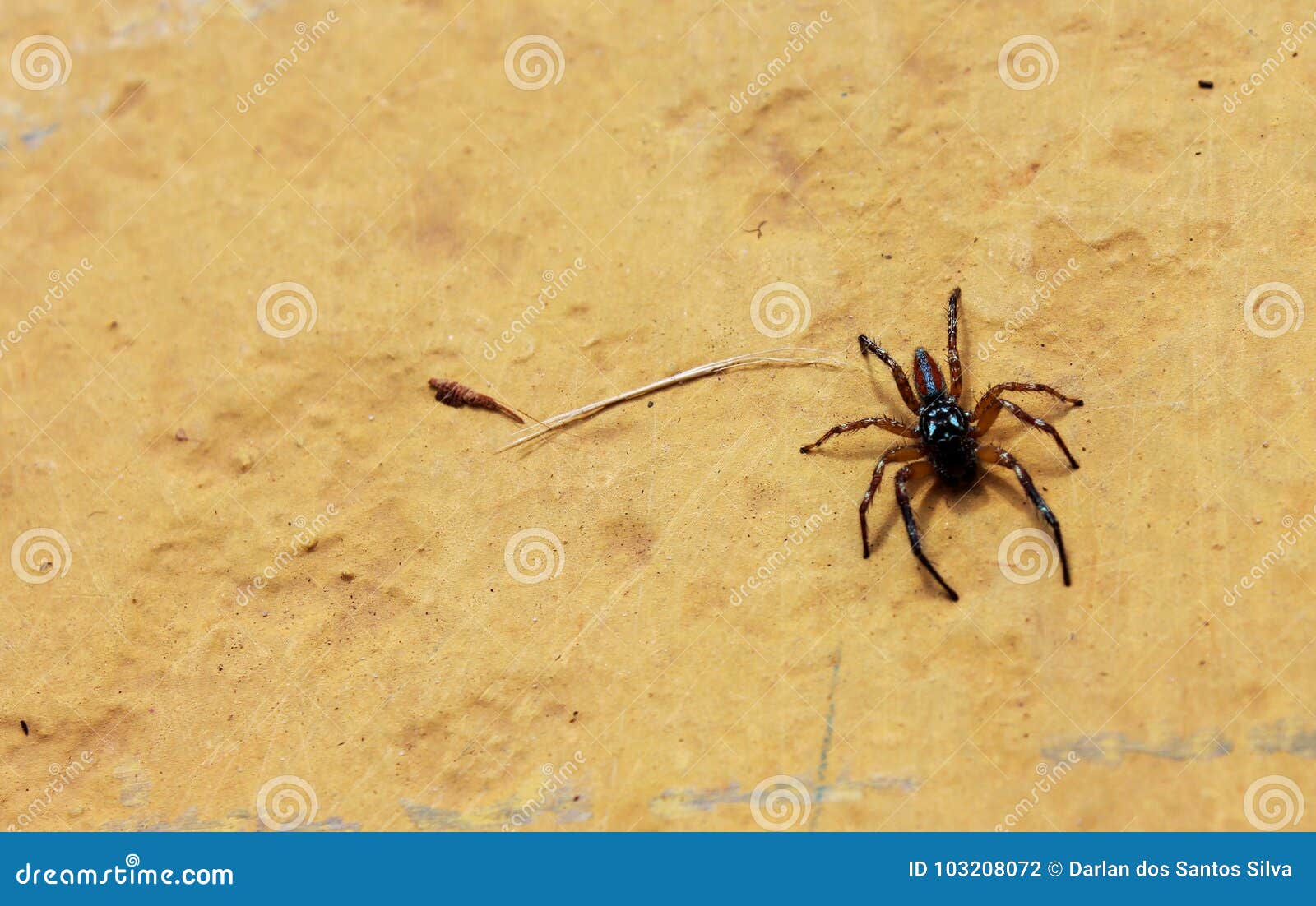Beware of the Spider on the Wall Stock Photo - Image of animal, danger ...