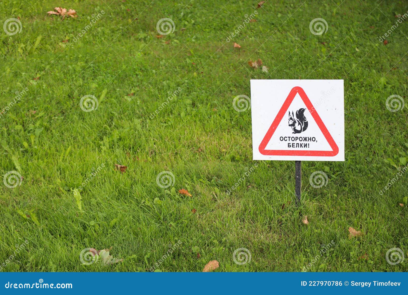 Beware of Squirrel Sign on Grass Close Up Stock Photo - Image of ...