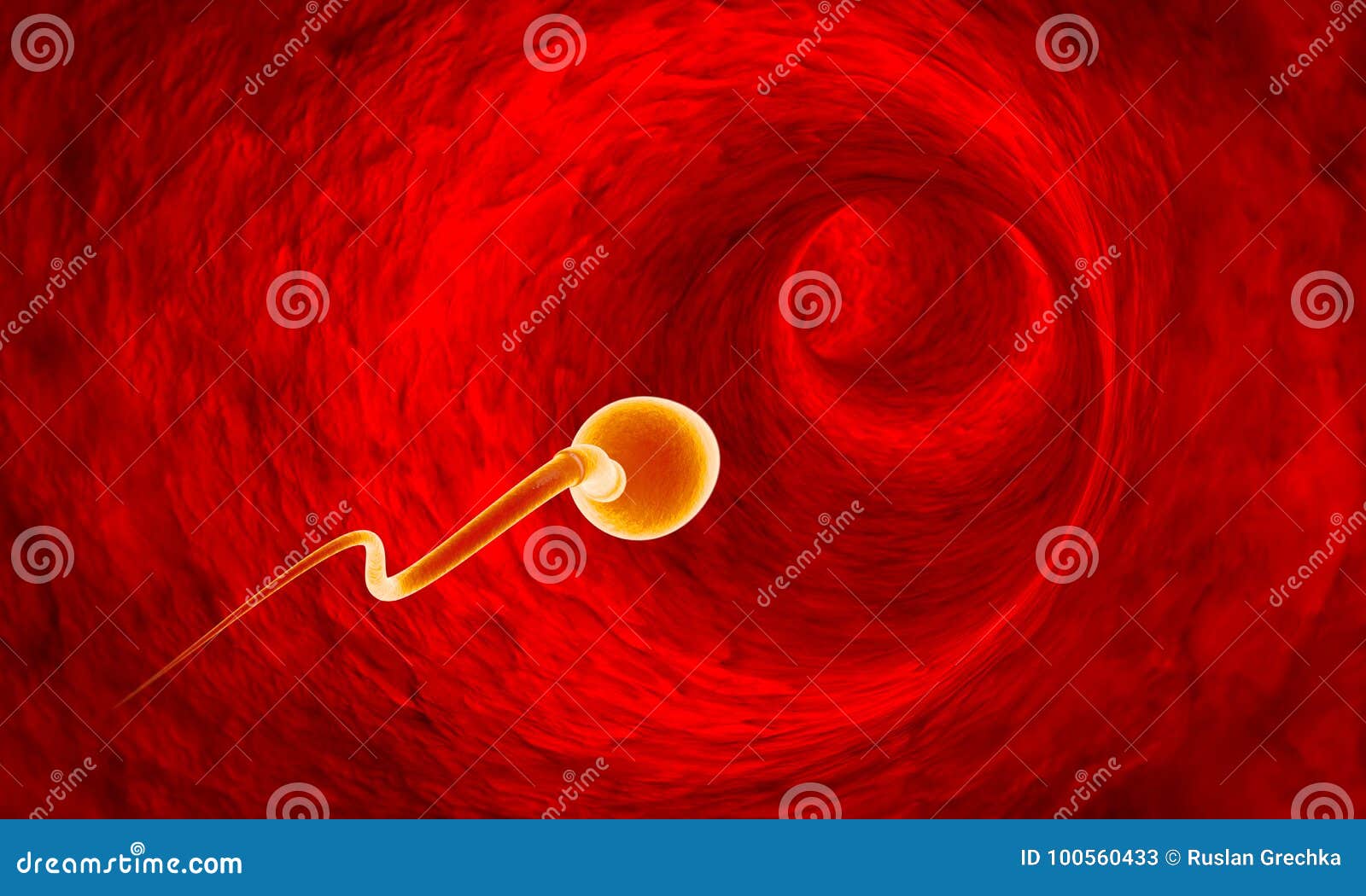 Bewegung Der Spermien Durch Die Eileiter Samenzellen, Stock Abbildung ...