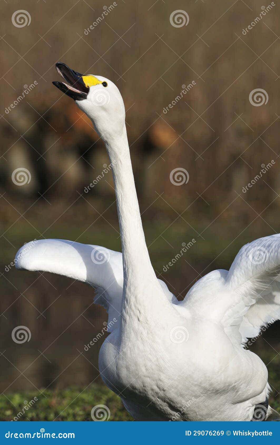 Bewick s Swan stock image. Image of migrate, wildlife - 29076269