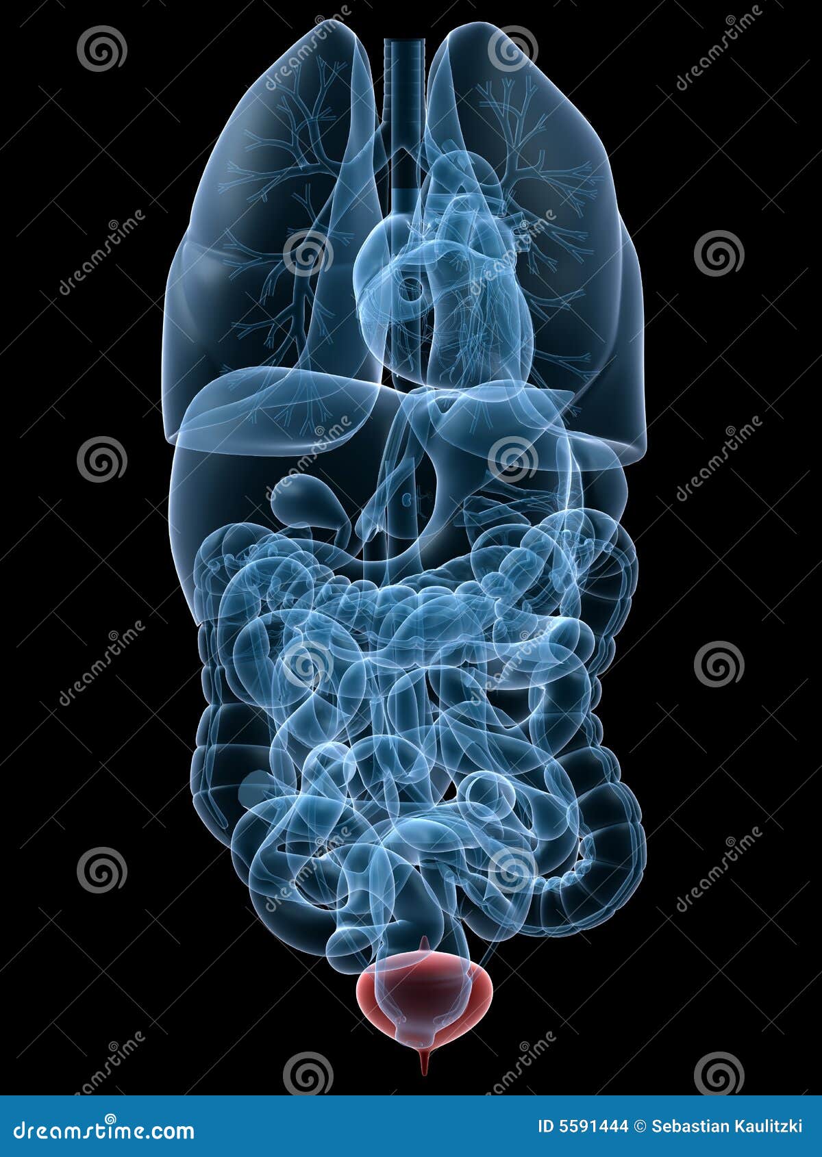 Bexiga destacada ilustração stock. Ilustração de humano - 5591444