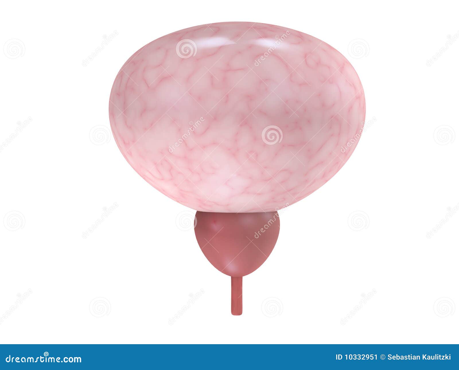 Bexiga humana ilustração stock. Ilustração de câncer - 10332951