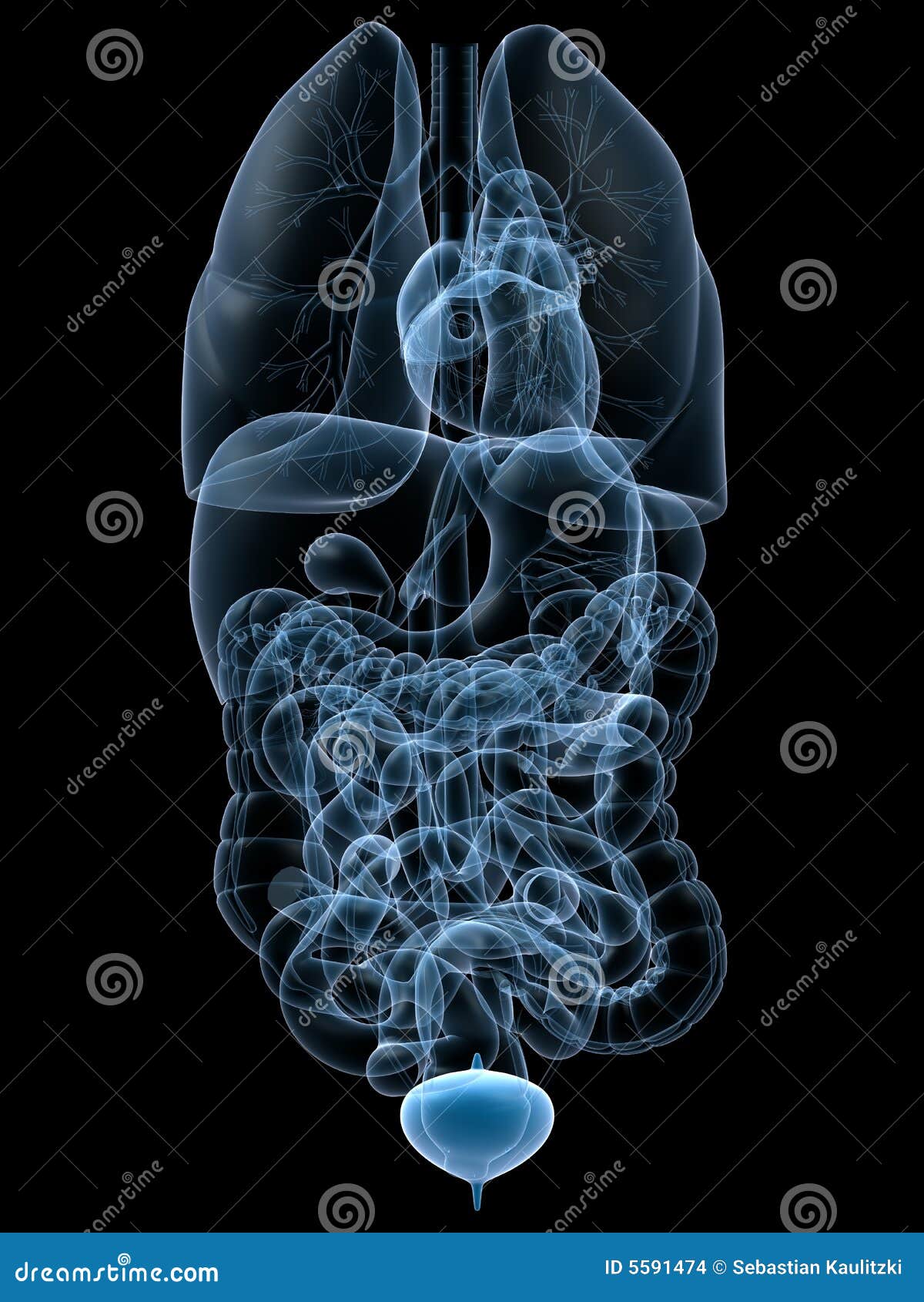 Bexiga humana ilustração stock. Ilustração de fêmeas, barriga - 5591474