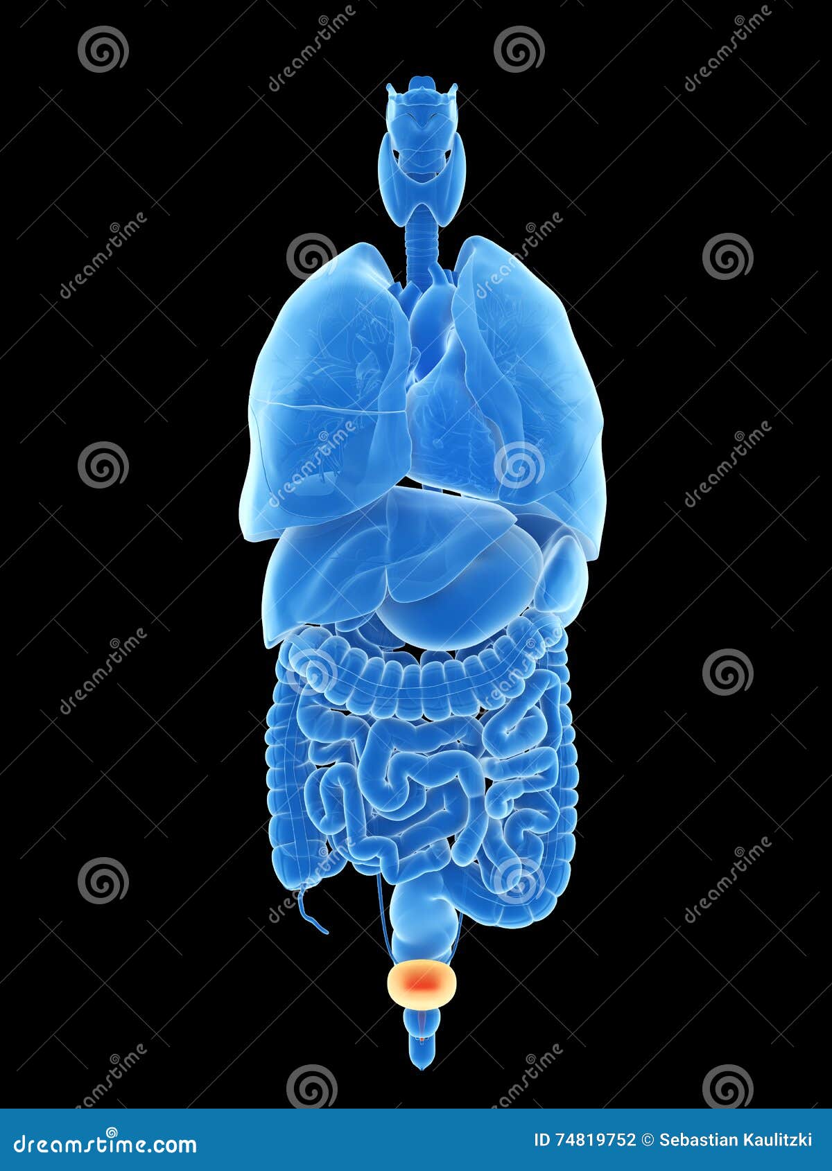 Bexiga humana ilustração stock. Ilustração de médico - 74819752