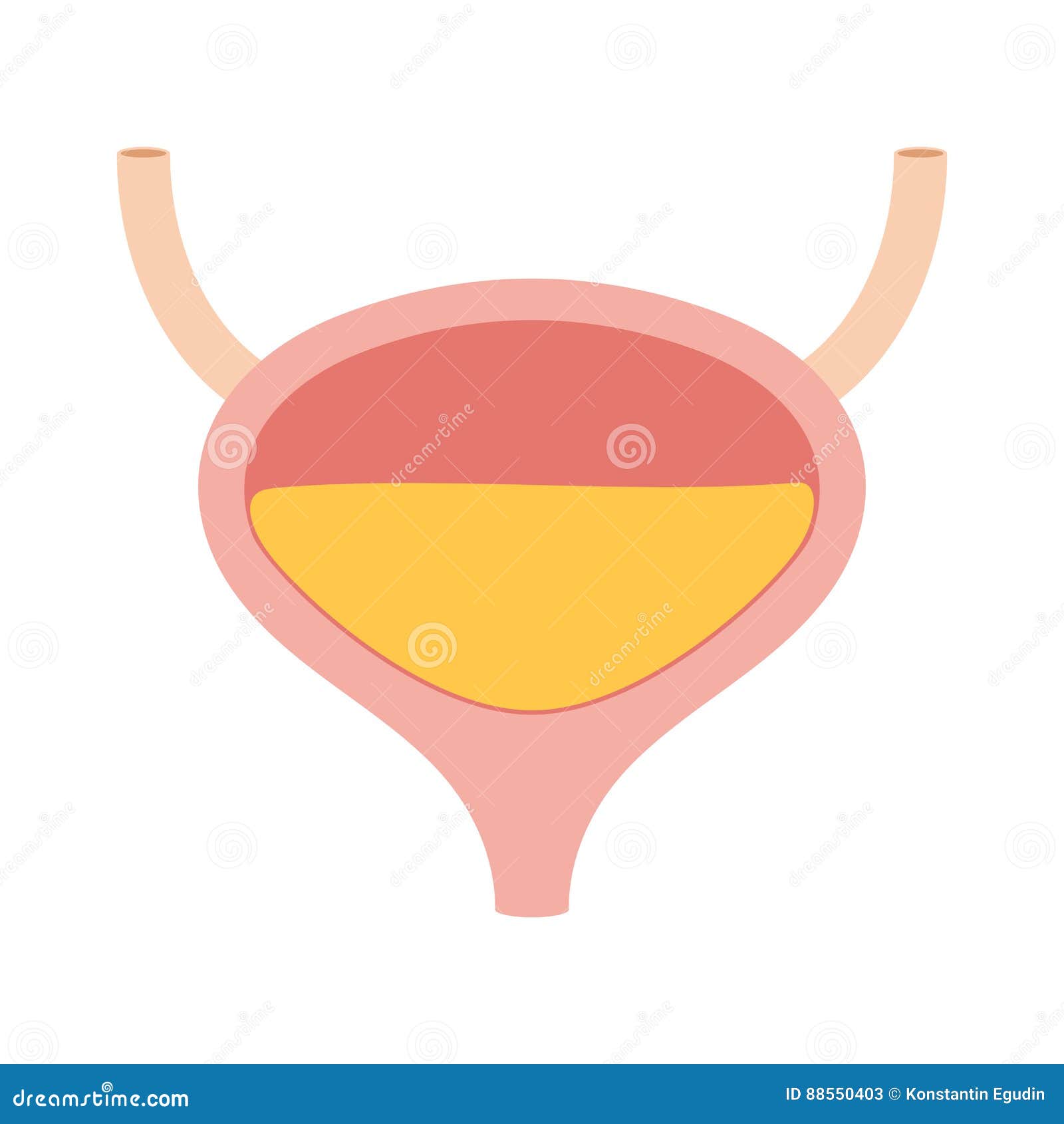 Bexiga humana com urina ilustração do vetor. Ilustração de sistema ...