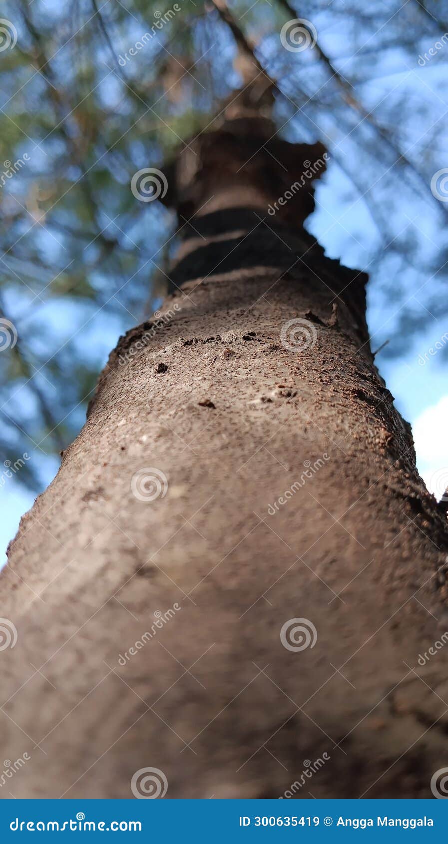Beyond the tree stock image. Image of stand, little - 300635419