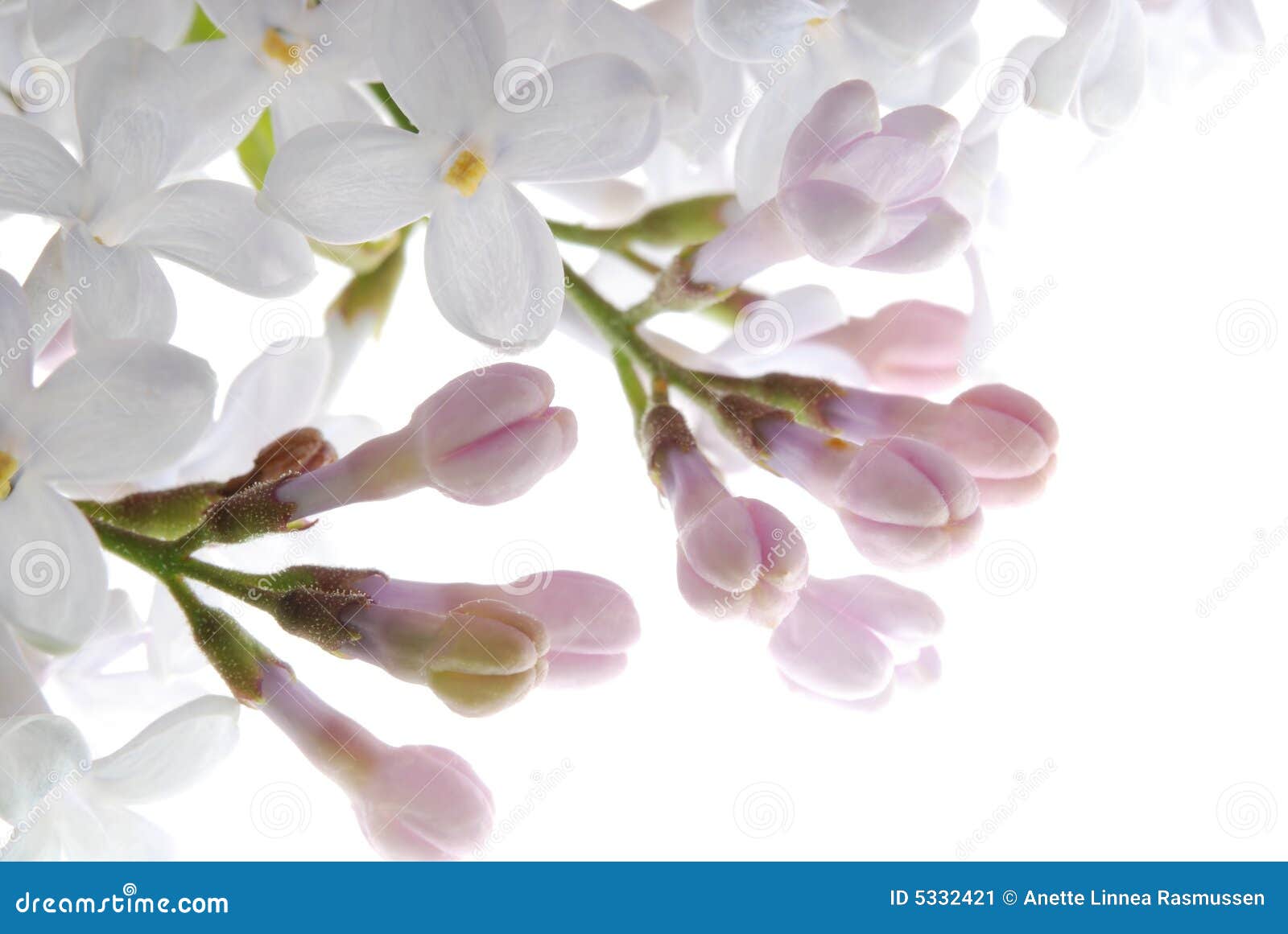 Bez fioletowy kwiat obraz stock. Obraz złożonej z purpury - 5332421