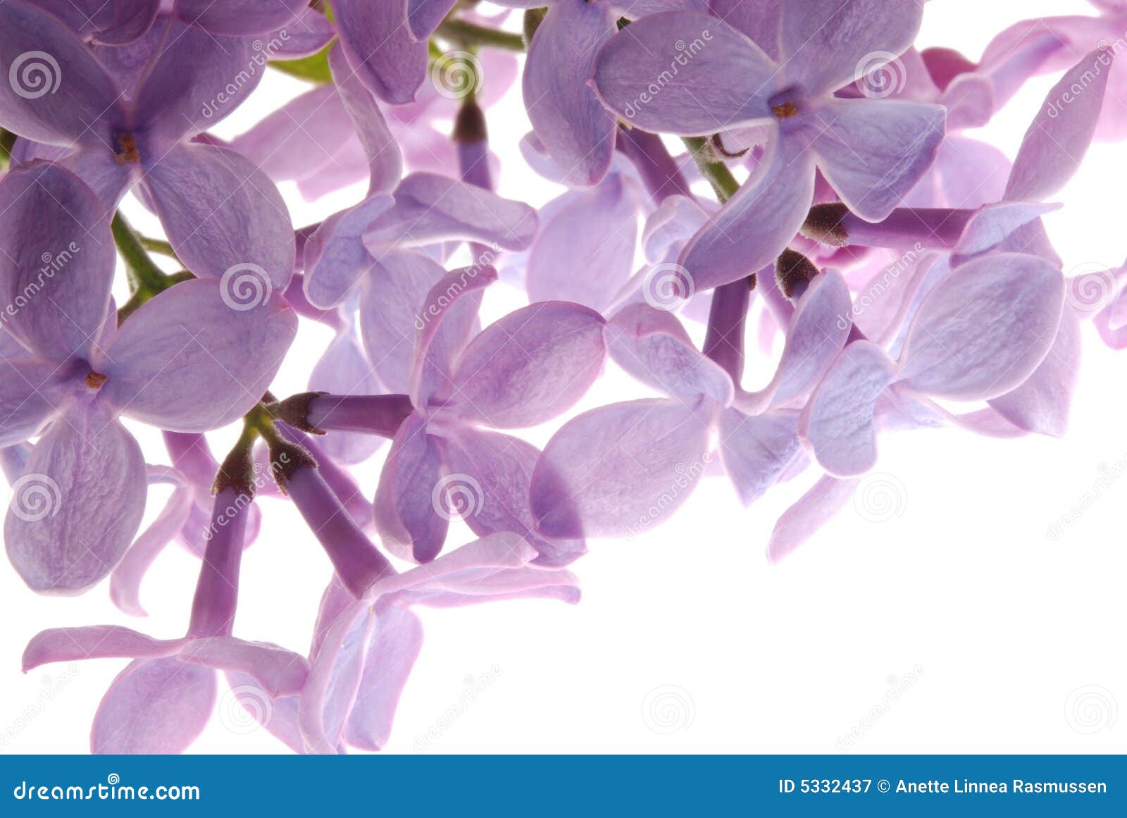 Bez fioletowy kwiat obraz stock. Obraz złożonej z wiosna - 5332437