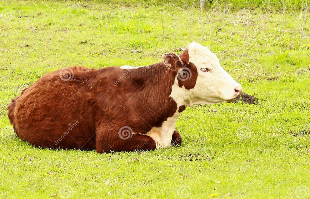 A Bezerra De Hereford Relaxa Imagem de Stock - Imagem de bezerra ...