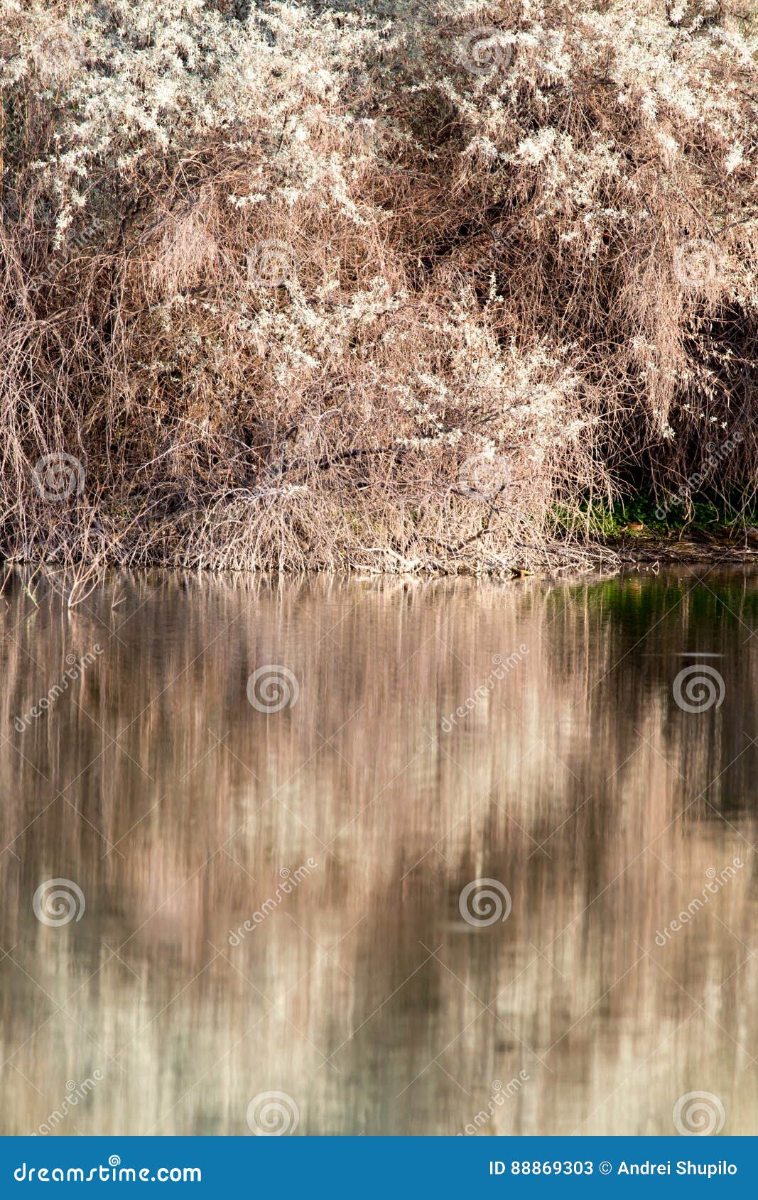 Bezinning Van Bomen Op Water Stock Afbeelding - Image of romantisch ...
