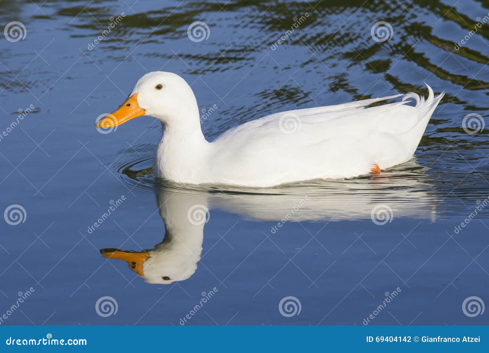 Bezinning Van Een Witte Eend Stock Foto - Image of tuin, vogels: 69404142
