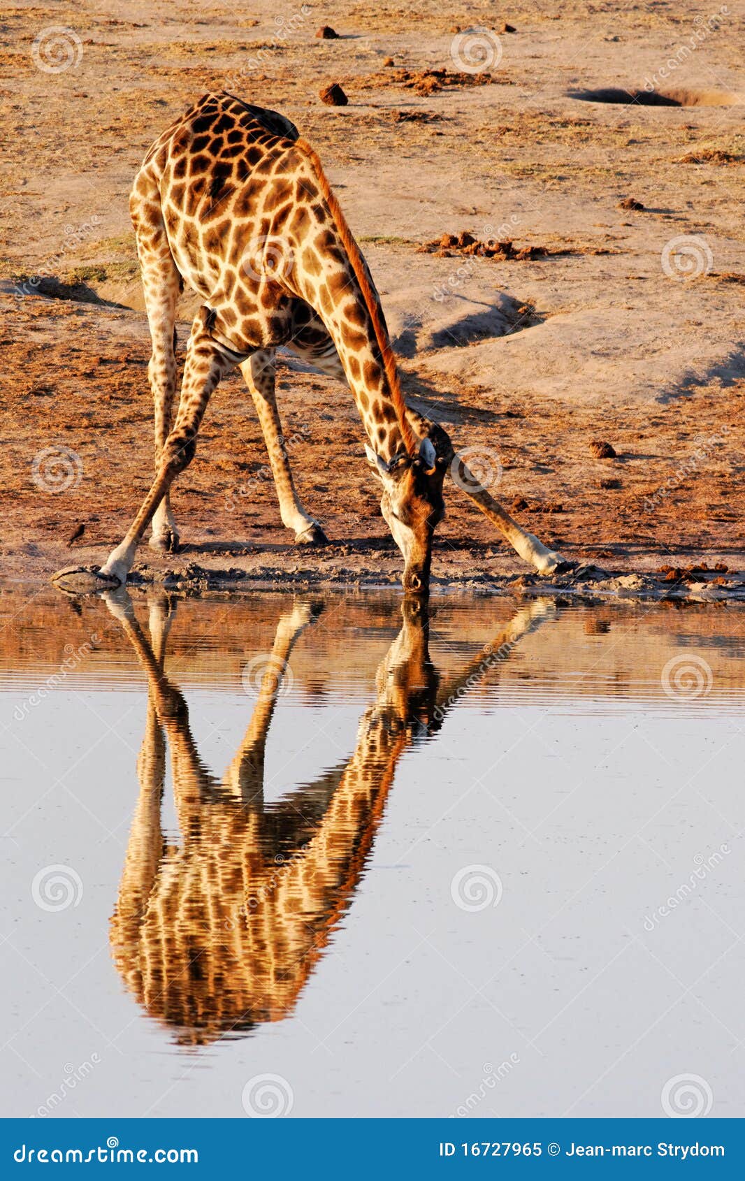 Bezinning van Giraf stock afbeelding. Image of zoogdier - 16727965