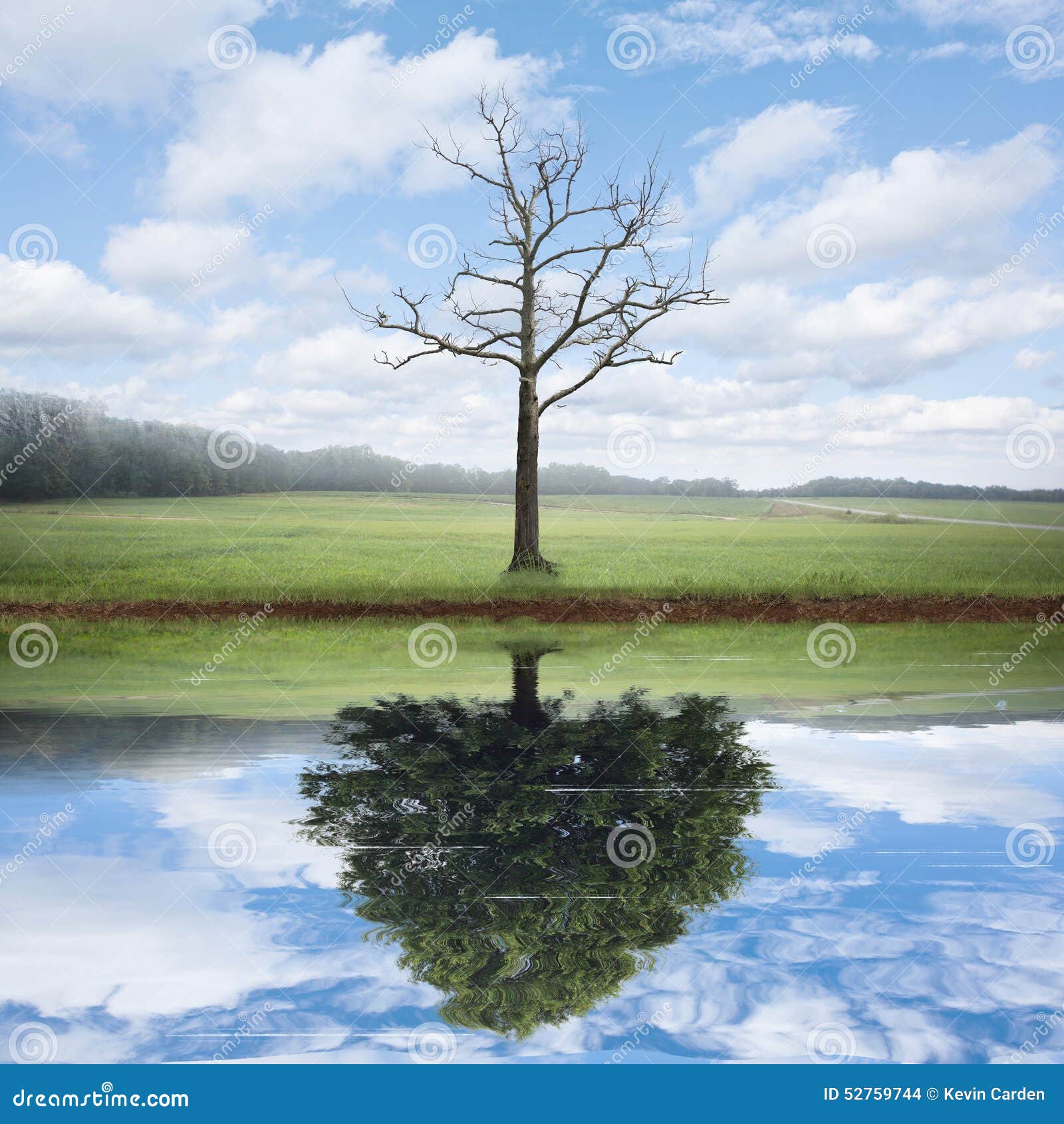 Bezinning Van Oude En Nieuwe Boom Stock Foto - Image of rimpelingen ...