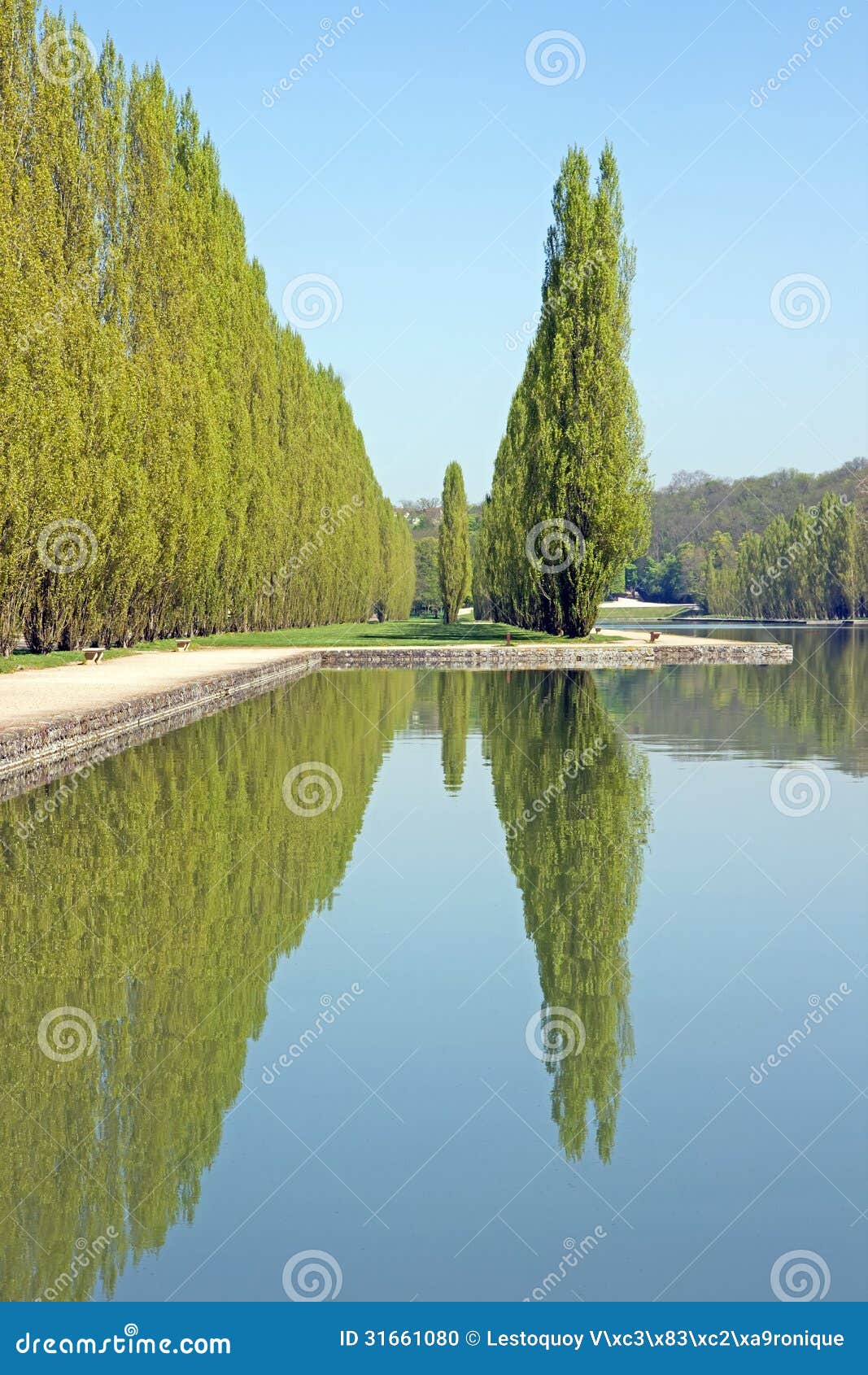 Bezinningen Van Populieren, Geometrische Structuur Stock Foto - Image ...