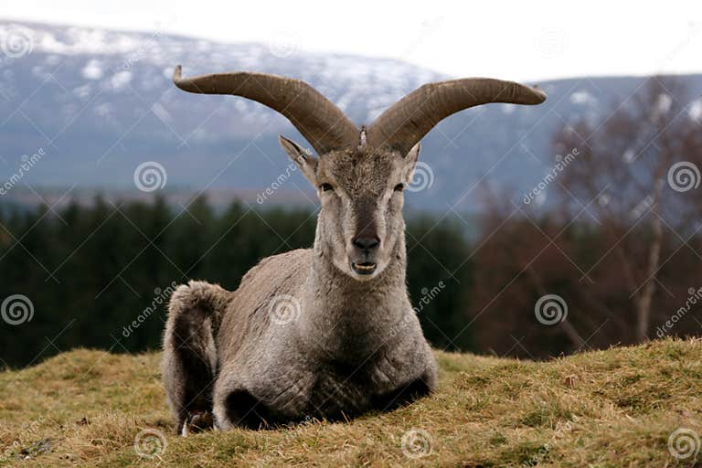 Bharal Himalayan Blue Sheep Stock Image - Image of mammal, wildlife ...