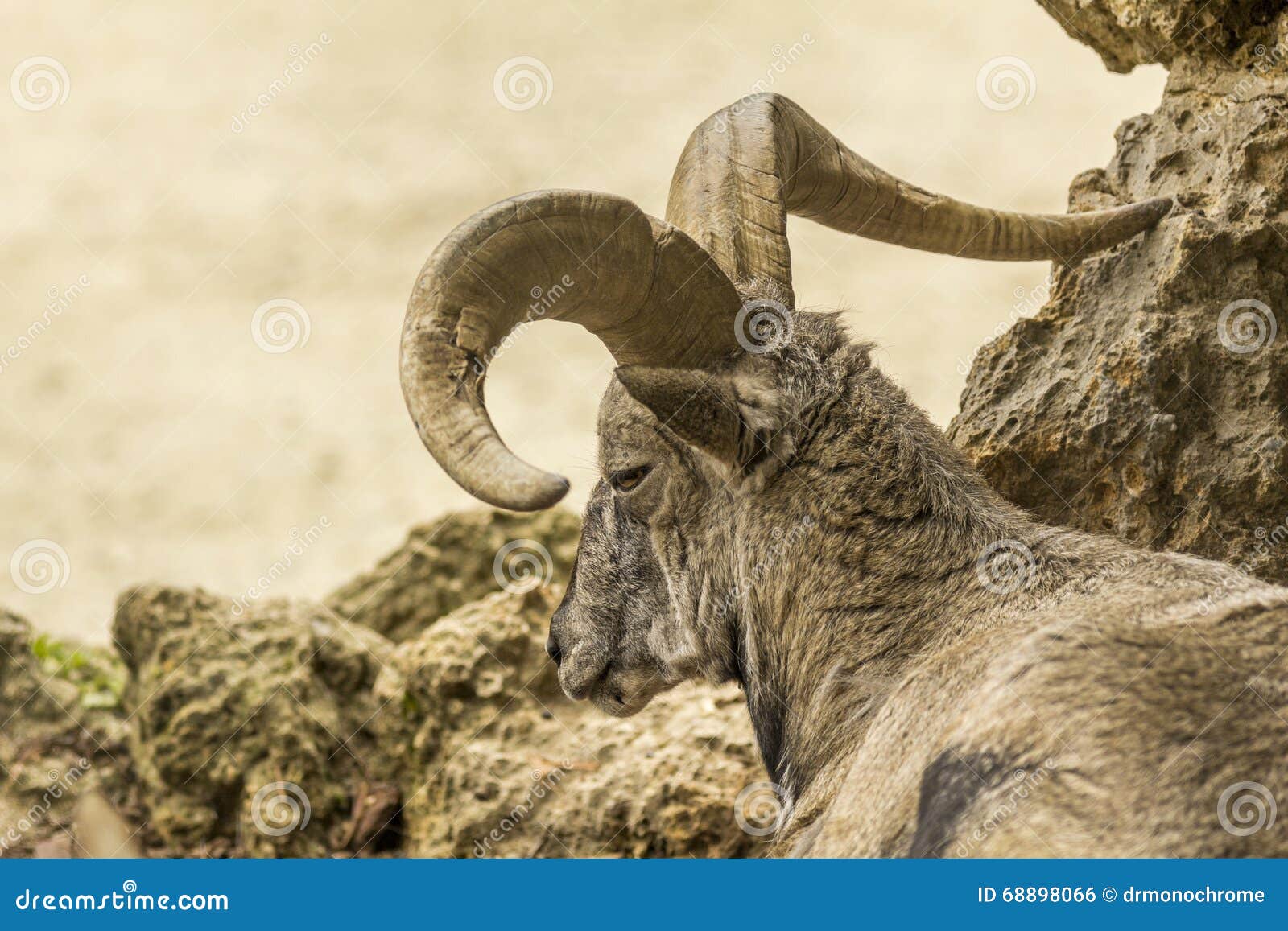 Bharal Or Himalayan Blue Sheep Along Markha Valley Trek, Ladakh, India ...