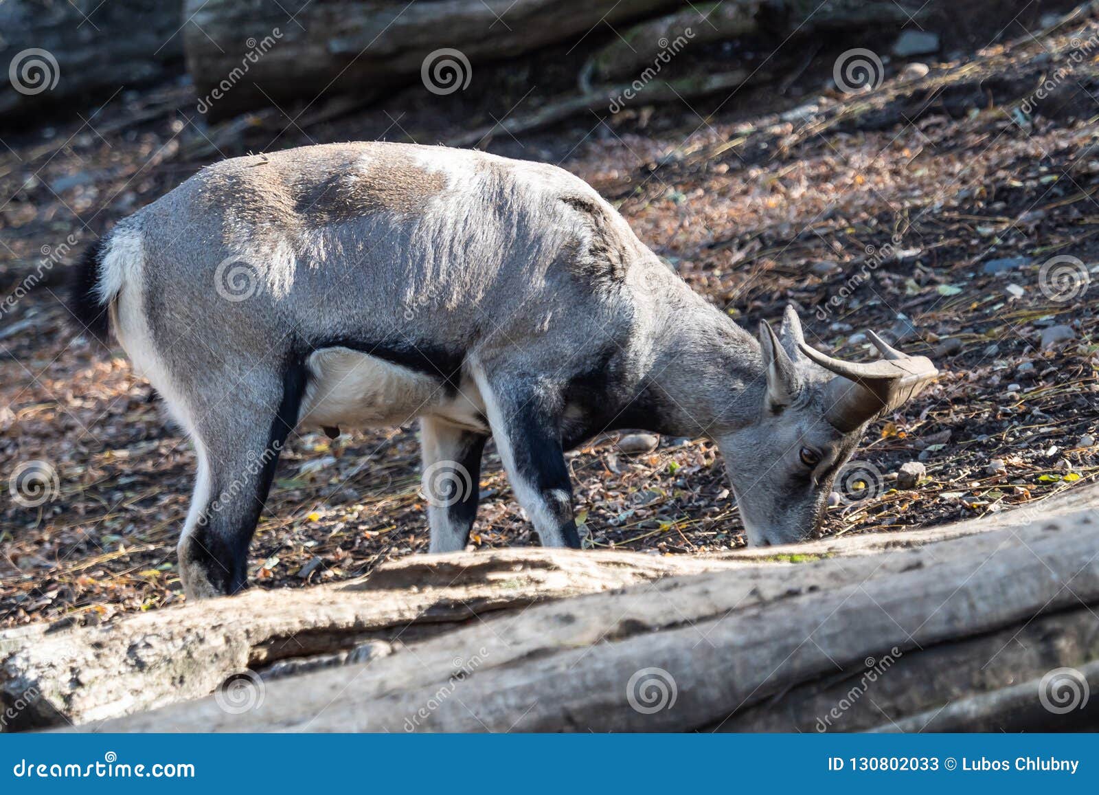 Bharal Or Himalayan Blue Sheep Along Markha Valley Trek, Ladakh, India ...