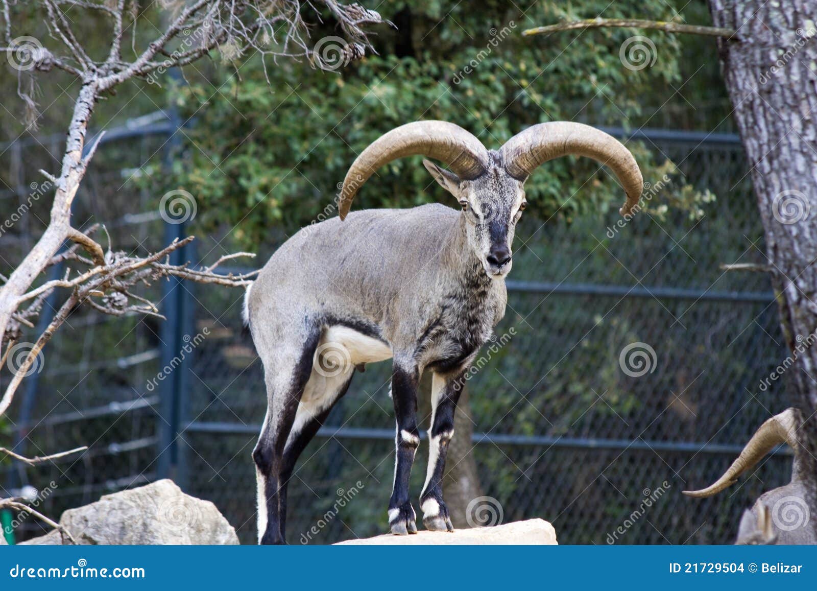 Bharal (Pseudois nayaur) stock photo. Image of rock, montpellier - 21729504