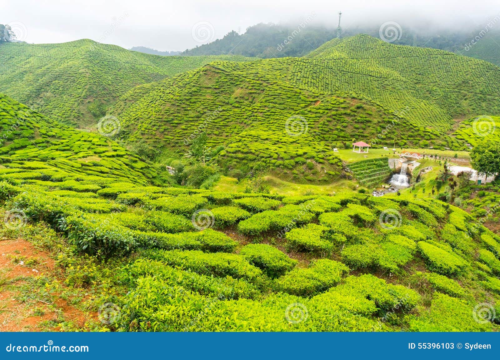 Bharat tea plantation stock image. Image of asia, hill - 55396103
