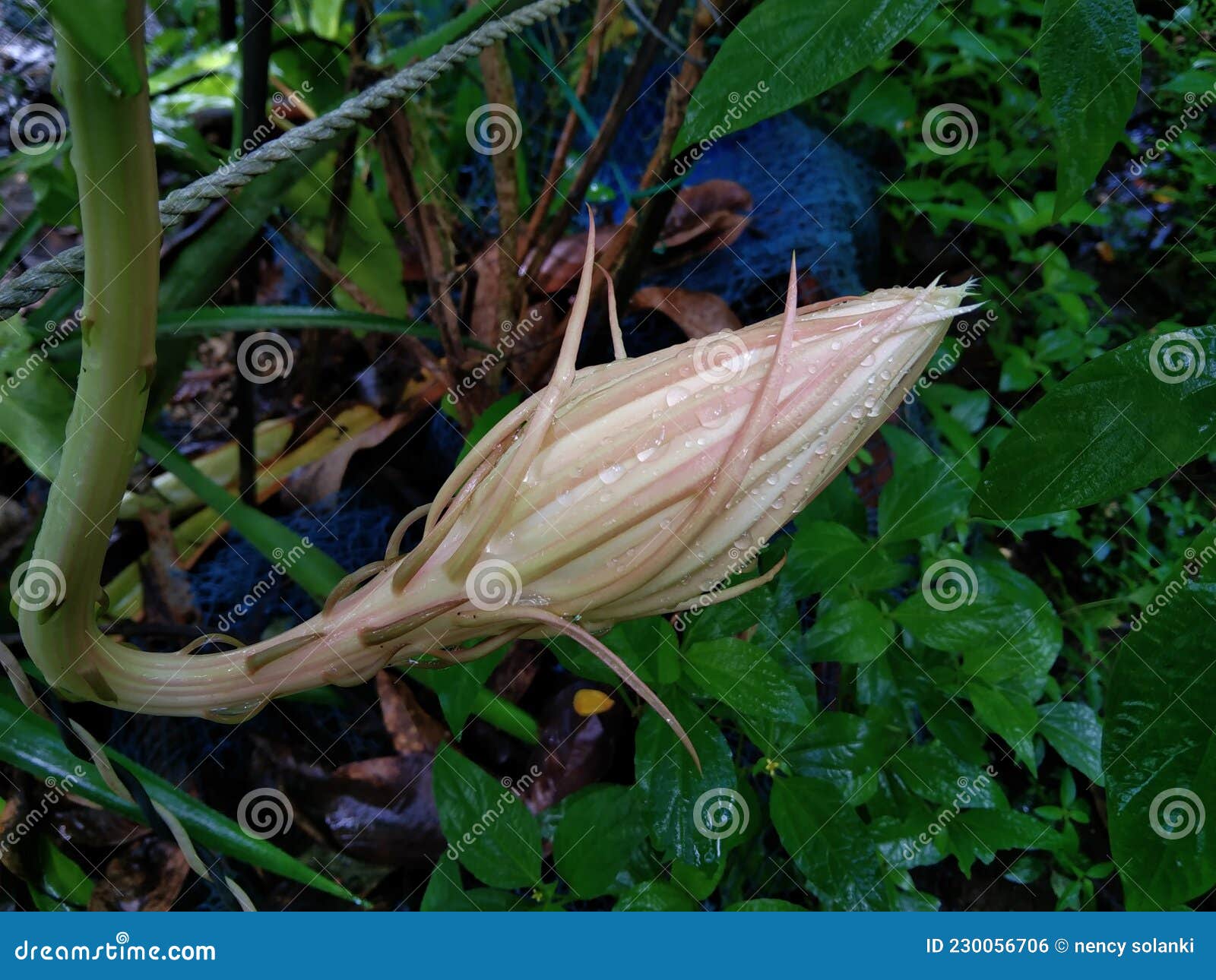 Bharham kamal flower kali stock photo. Image of plant - 230056706
