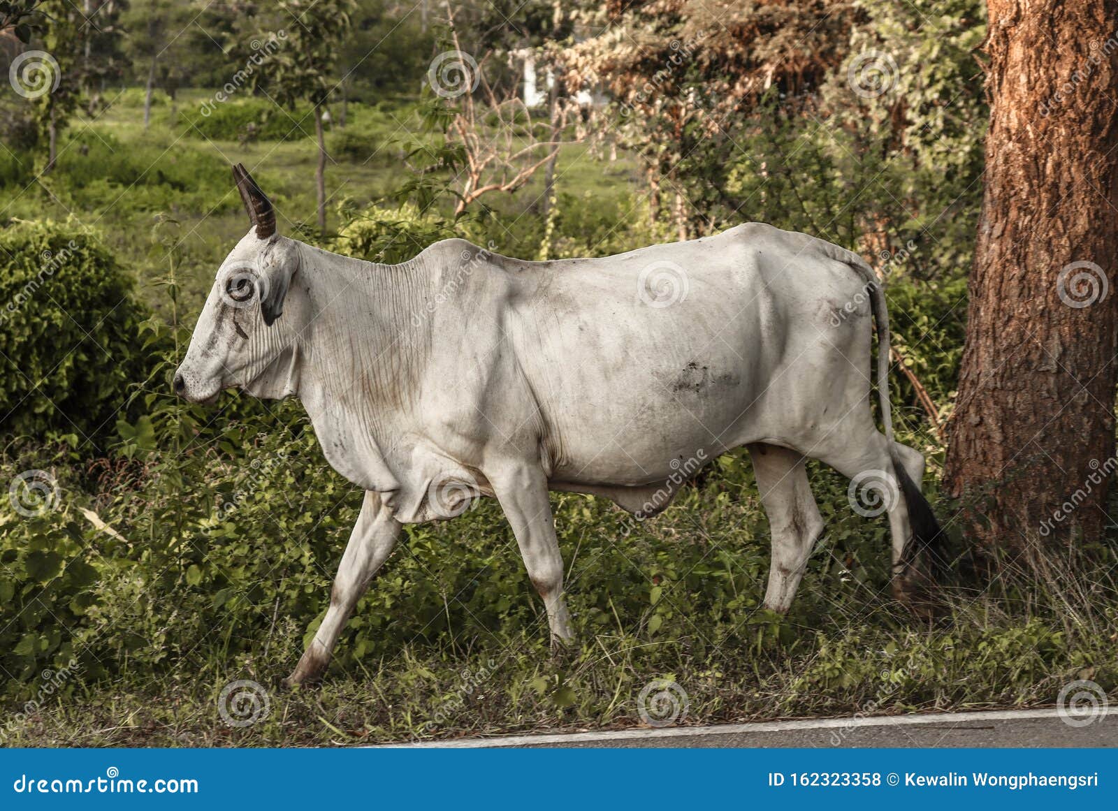 Bhe big cow stock photo. Image of largecow, bigcow, riding - 162323358