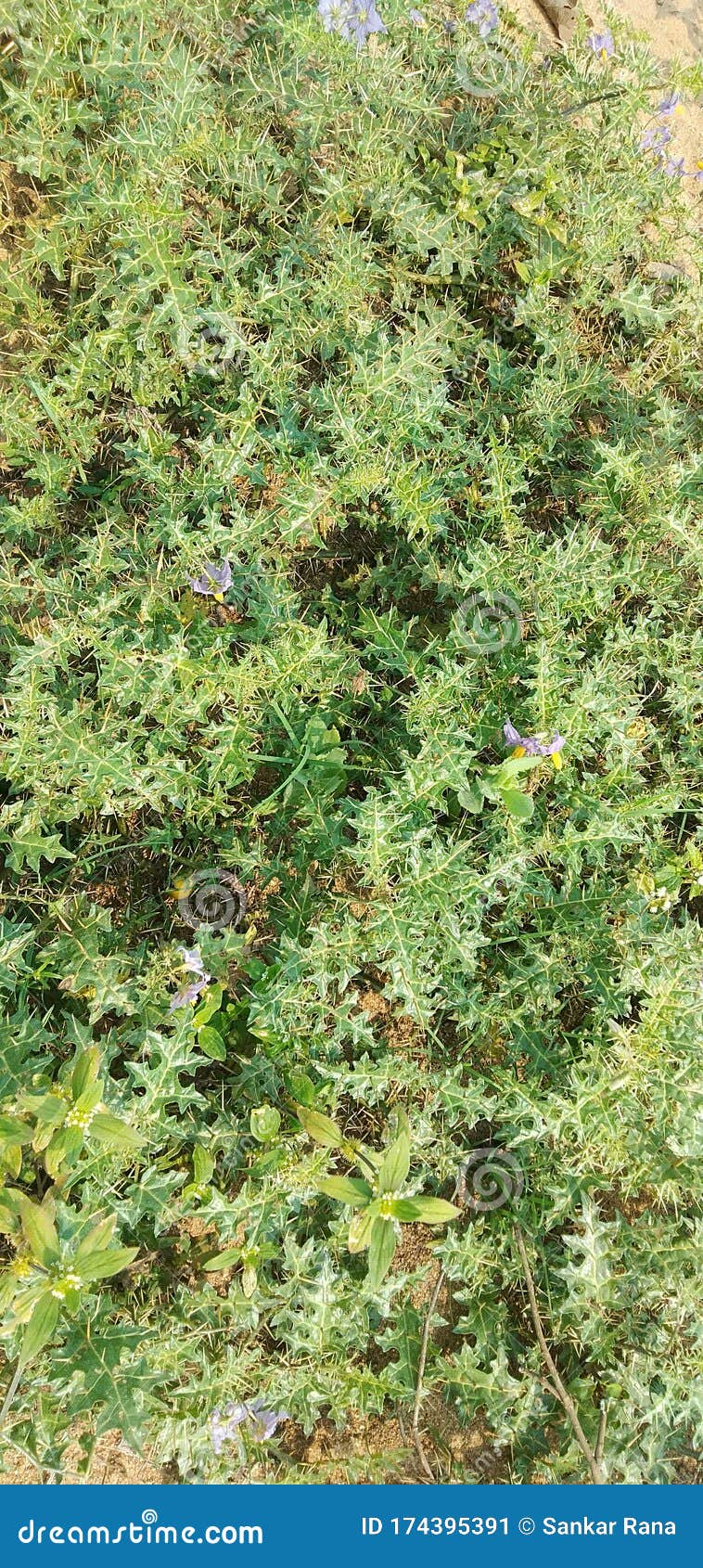 Bhejiri Kata Tree Flower Sukatel Nadi Stock Image - Image of flower ...