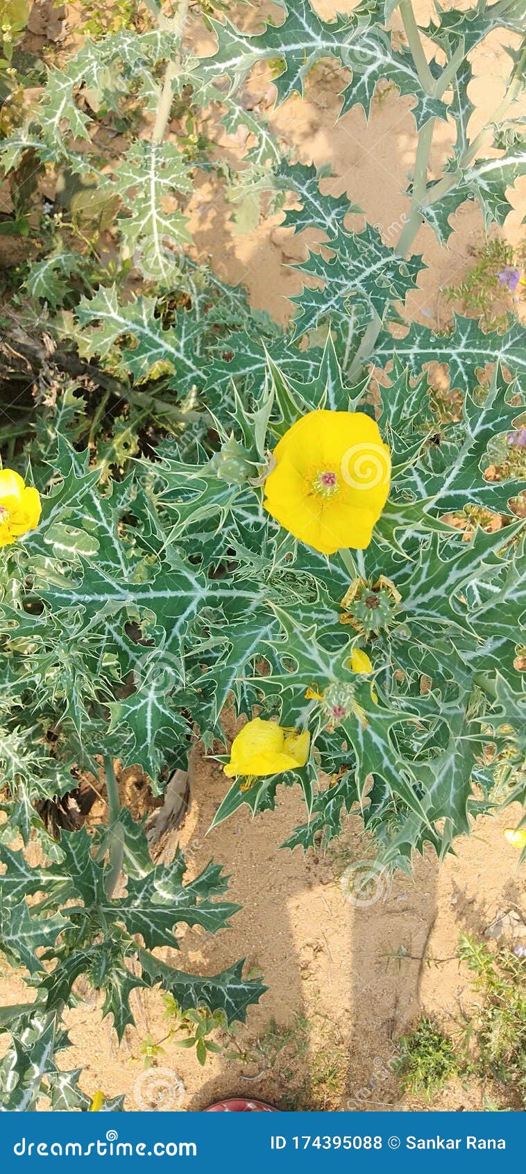 Bhejri Kata Tree Nice Tree Flower Stock Photo - Image of kata, bhejri ...
