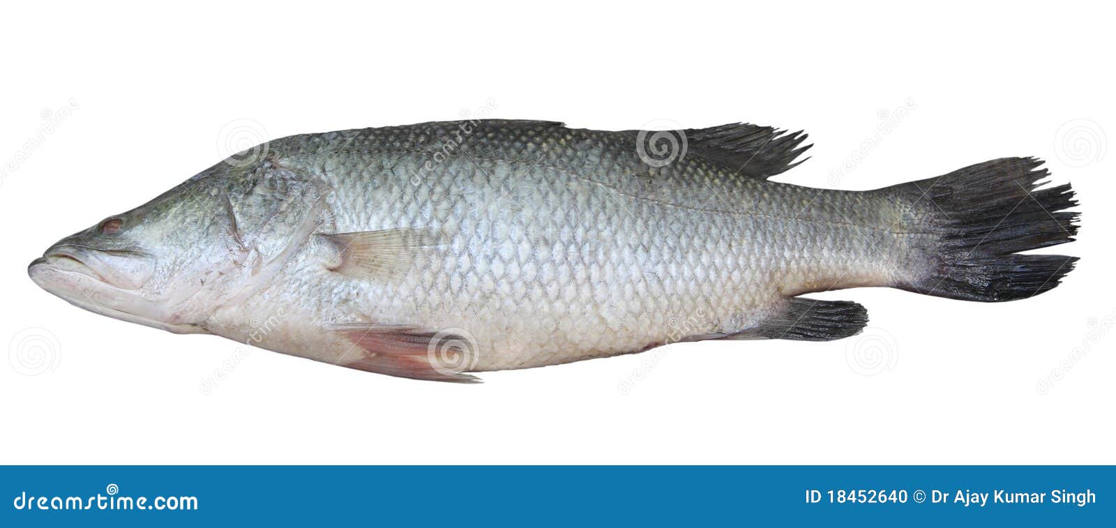 Bhetki Fish Isolated on White Stock Photo - Image of fillets, isolated ...