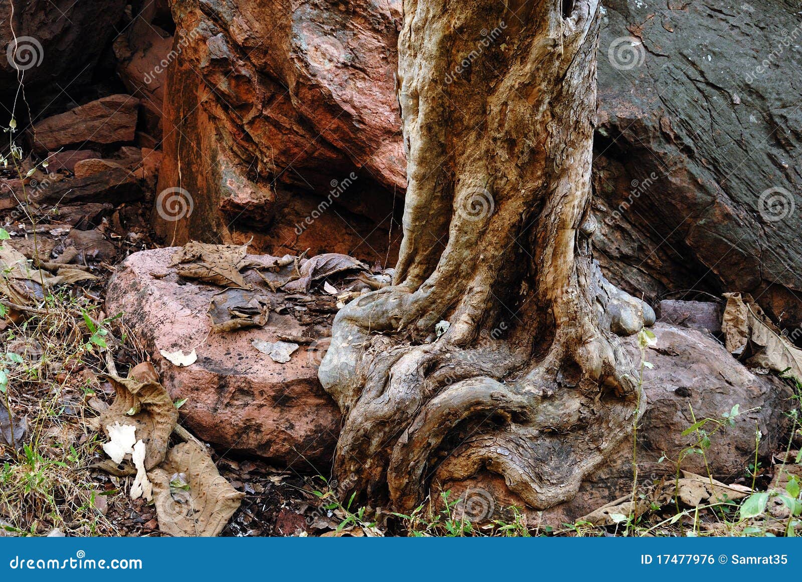 Bhimbetka- World Heritage Site Stock Photo - Image of abstract ...