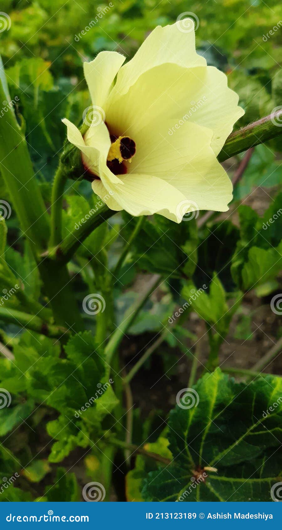Bhindi Flowers Stock Photos - Free & Royalty-Free Stock Photos from ...