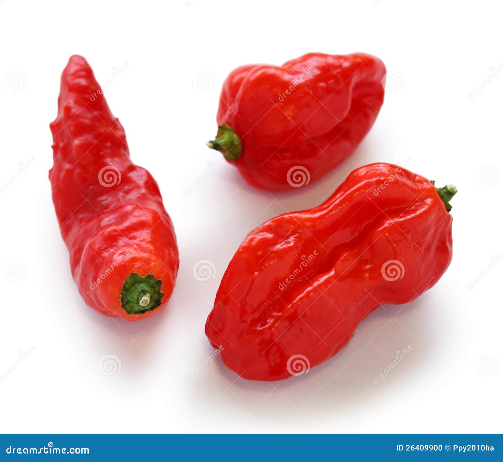 Bhut jolokia stock photo. Image of hottest, naga, bhut - 26409900